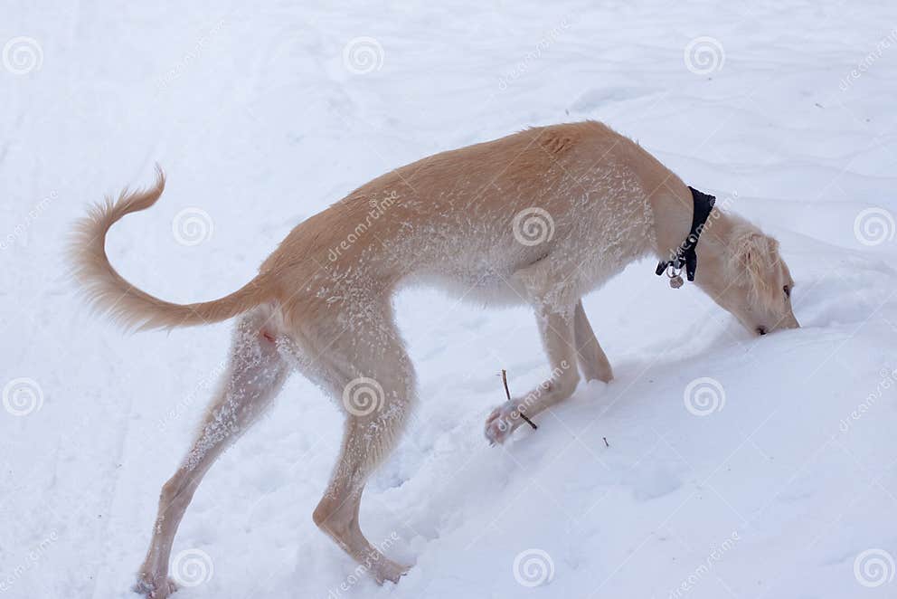 Hound pup in snow stock image. Image of brown, winter - 18848199