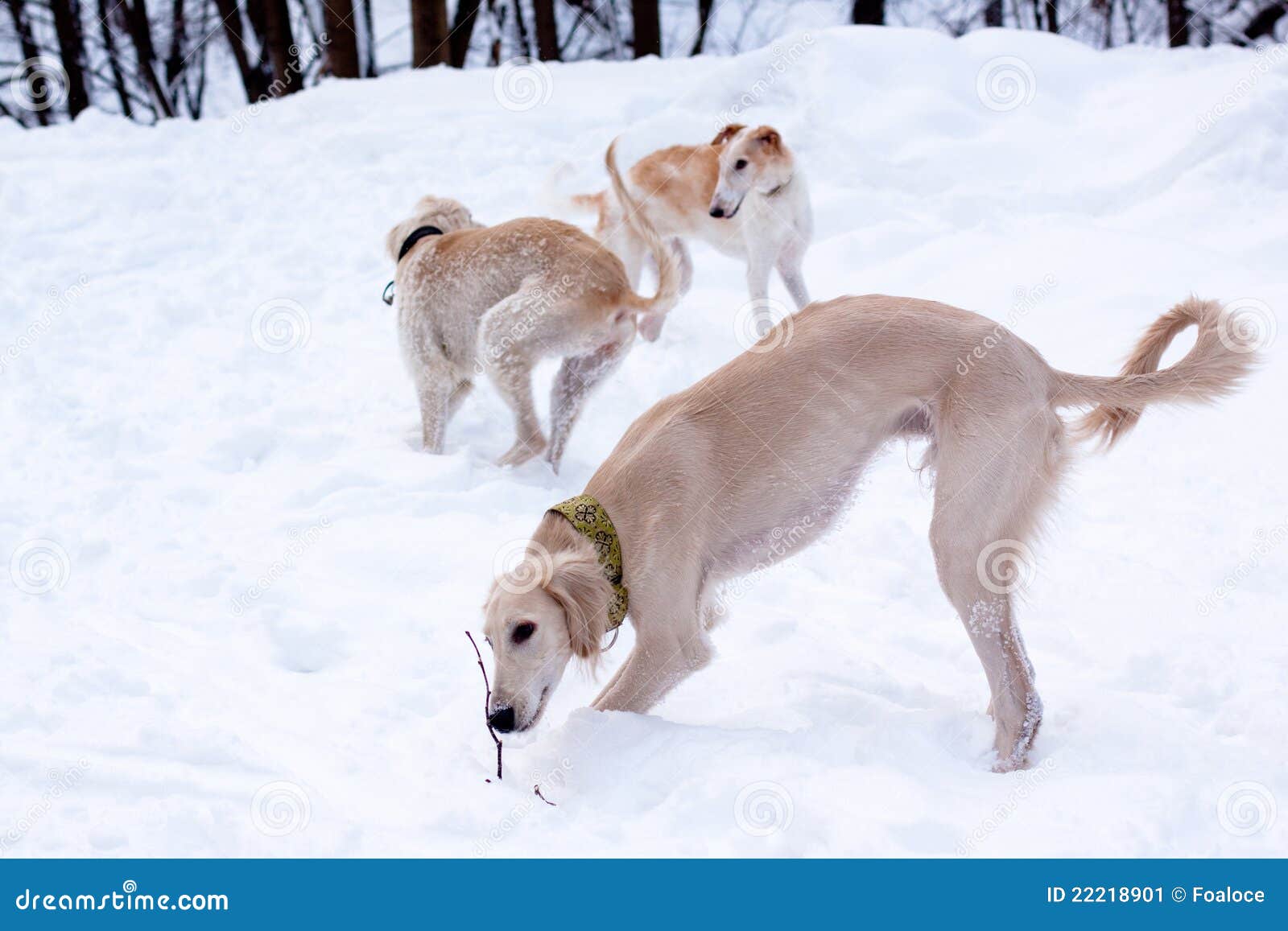 Hound pups in snow stock image. Image of black, animal - 22218901