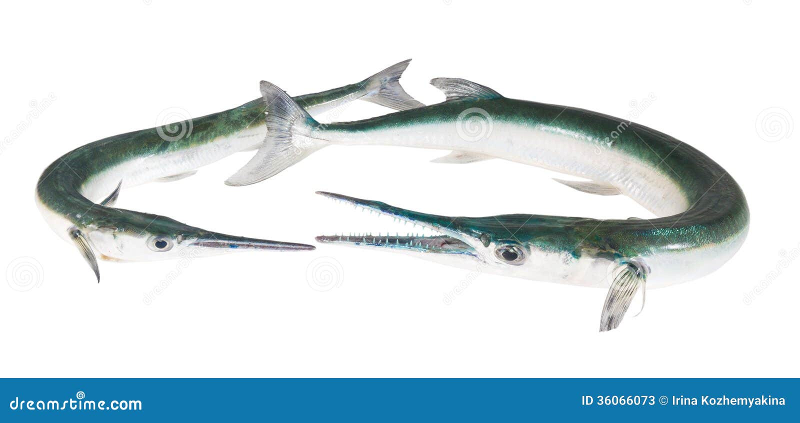 Houndfish, Crocodile Needlefish (Tylosurus Crocodilus) Stock Image ...