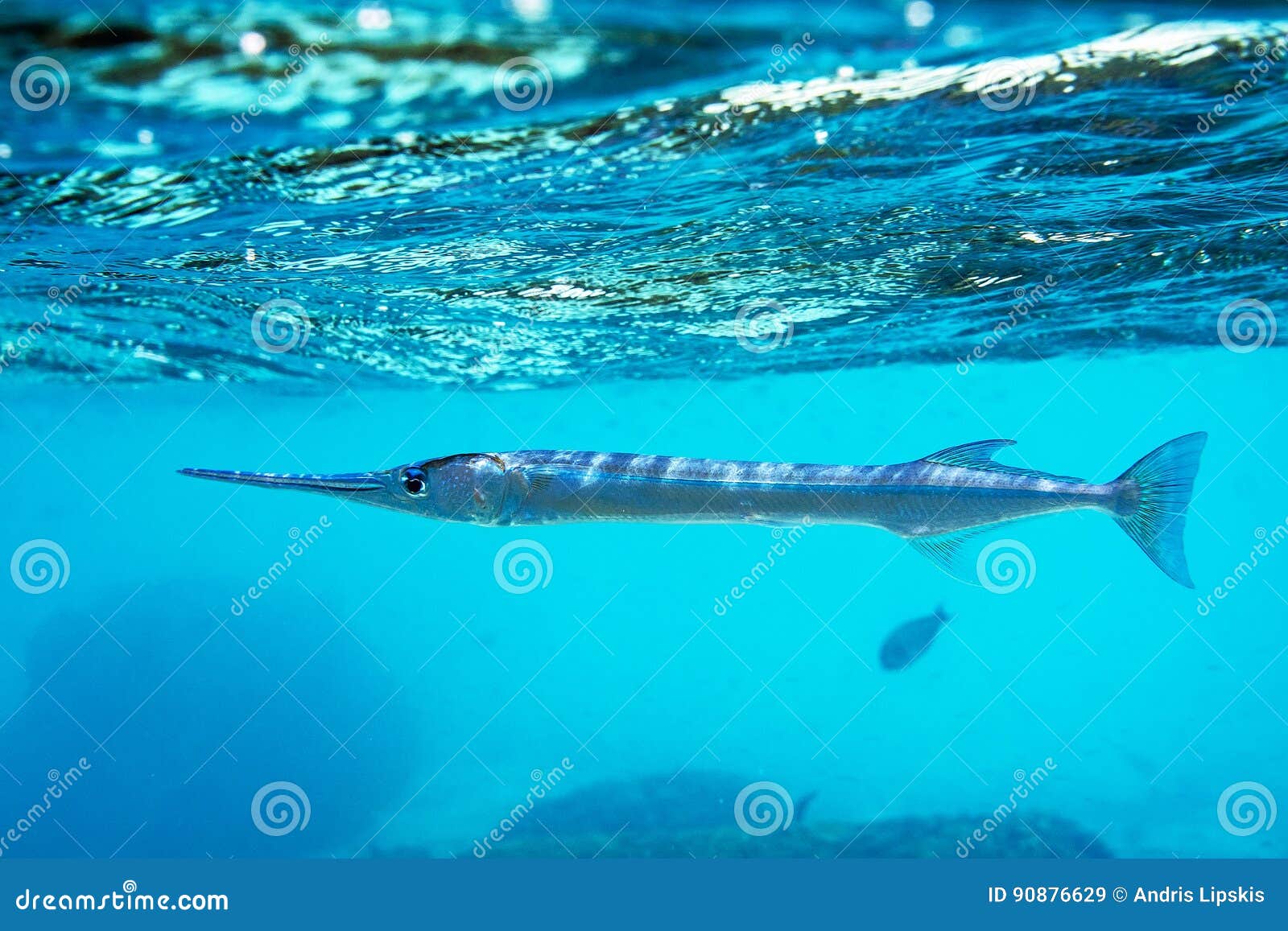 Houndfish stock image. Image of life, deep, islands, tylosurus - 90876629