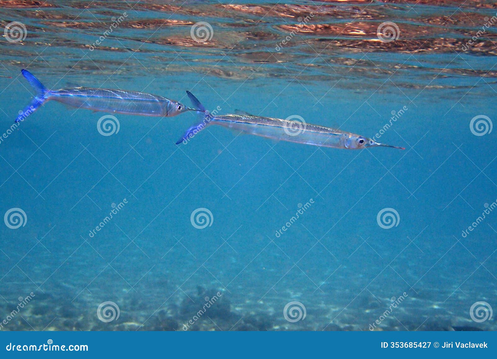 Houndfish,crocodile Needlefish (Tylosurus Crocodilus),Red Sea Stock ...