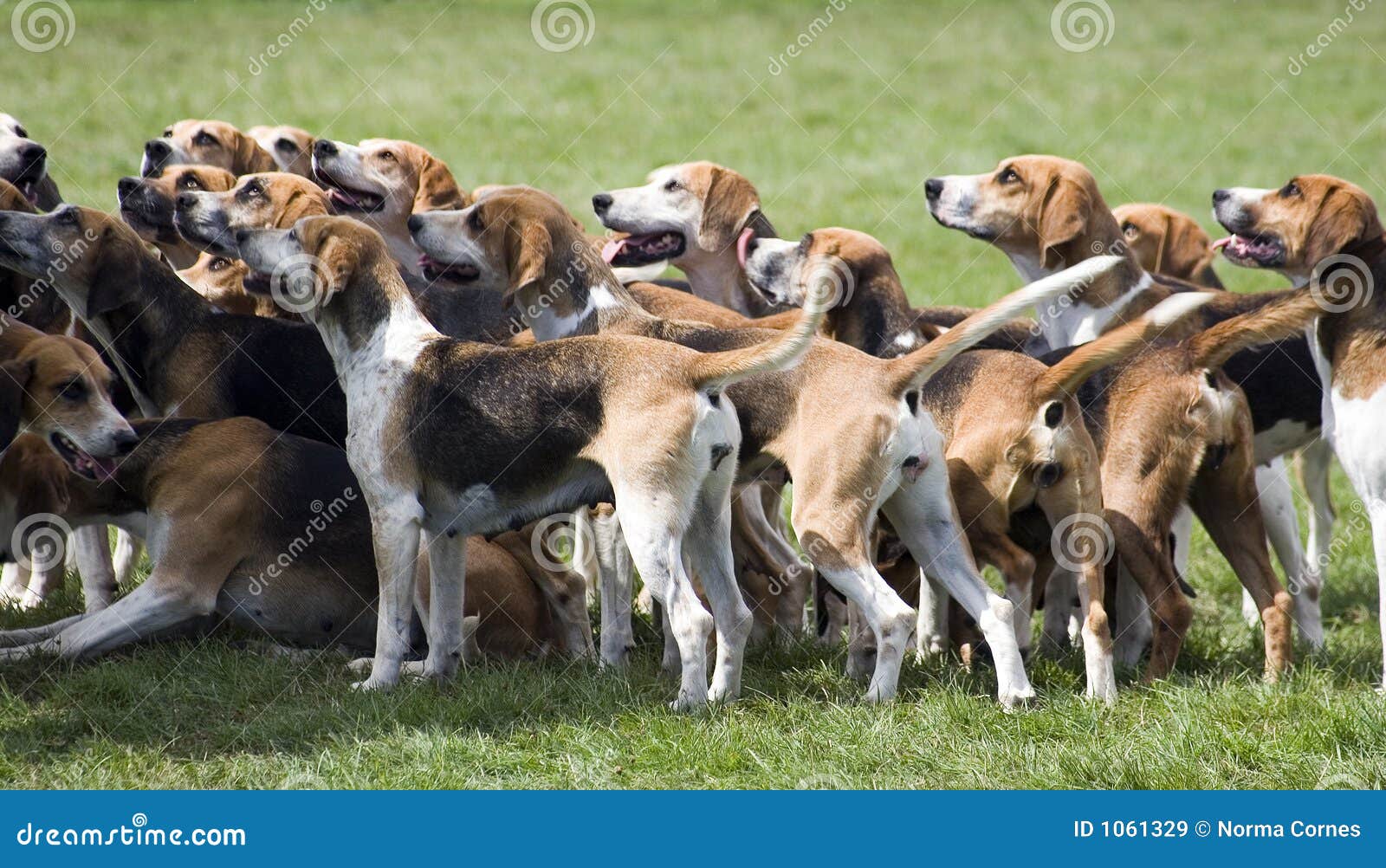 Hounds ready to hunt stock image. Image of foxhounds, pack - 1061329