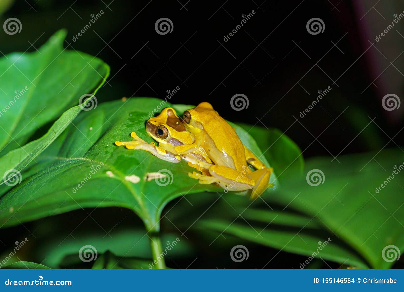 Hourglass Tree Frog (Dendropsophus Ebraccatus) Costa Rica Stock Photo ...