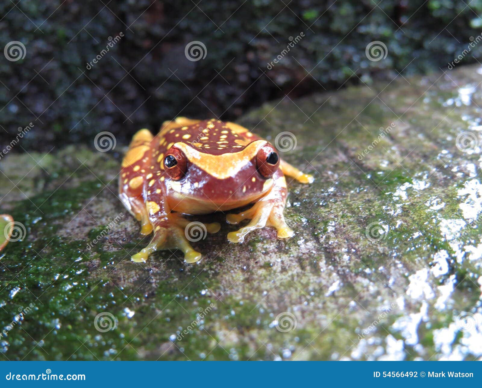 Hourglass Treefrog stock photo. Image of fauna, nature - 54566492