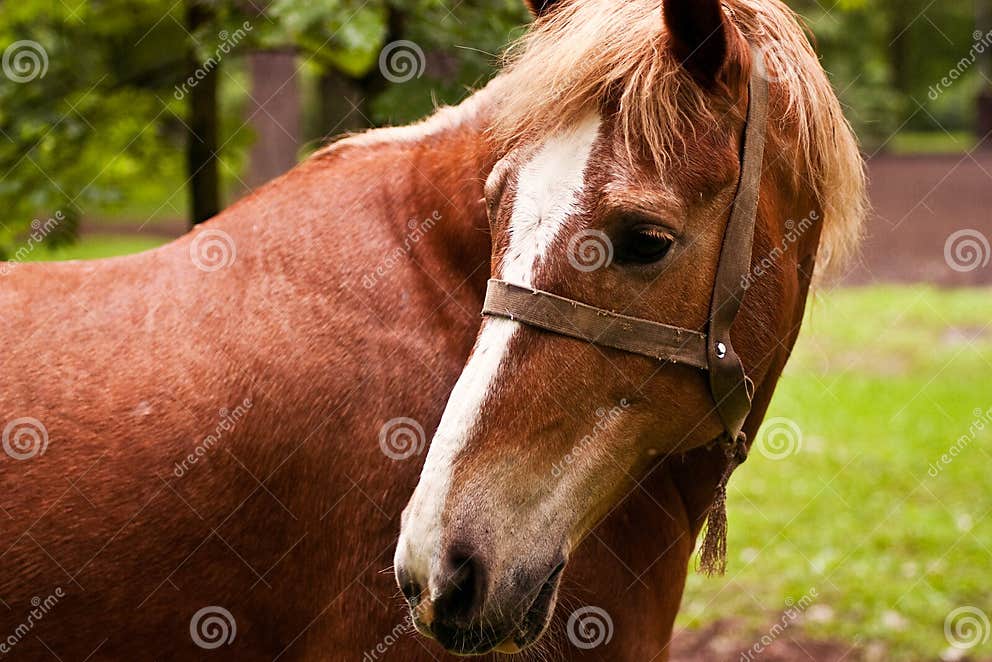 Hourse stock photo. Image of brown, rural, nature, animals - 11054806