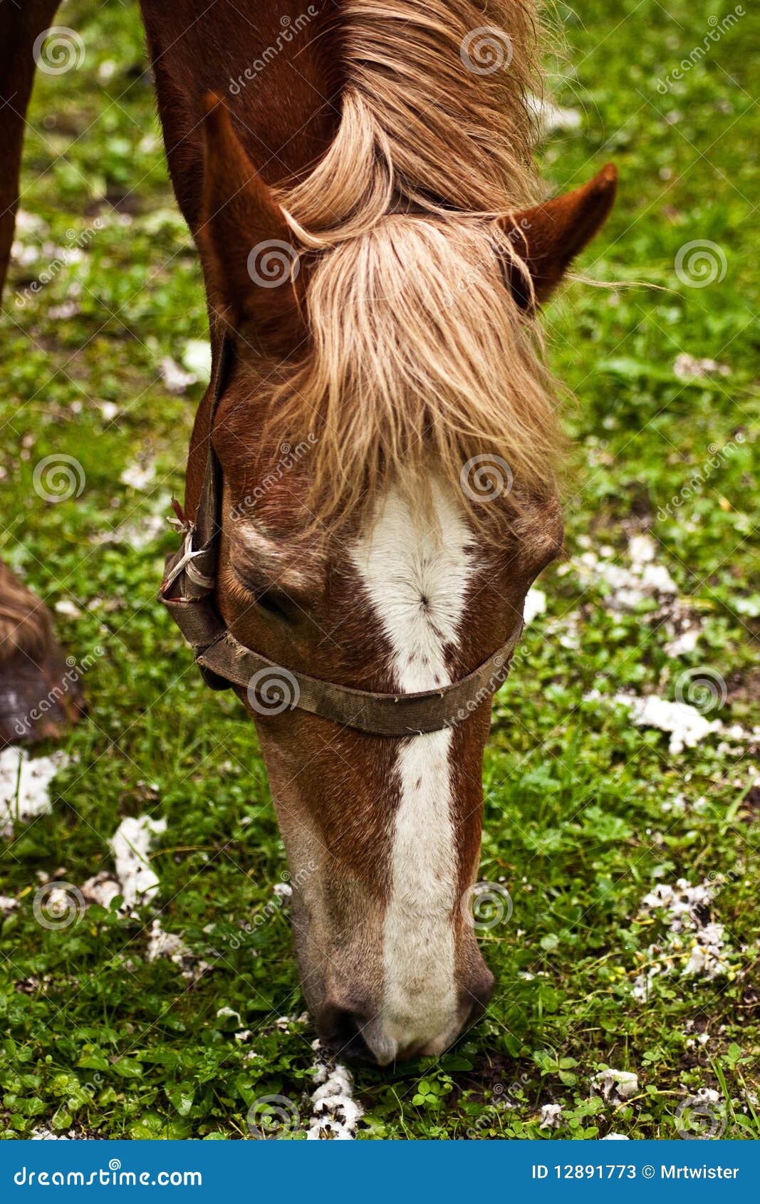 Hourse in a field stock image. Image of horse, grass - 12891773