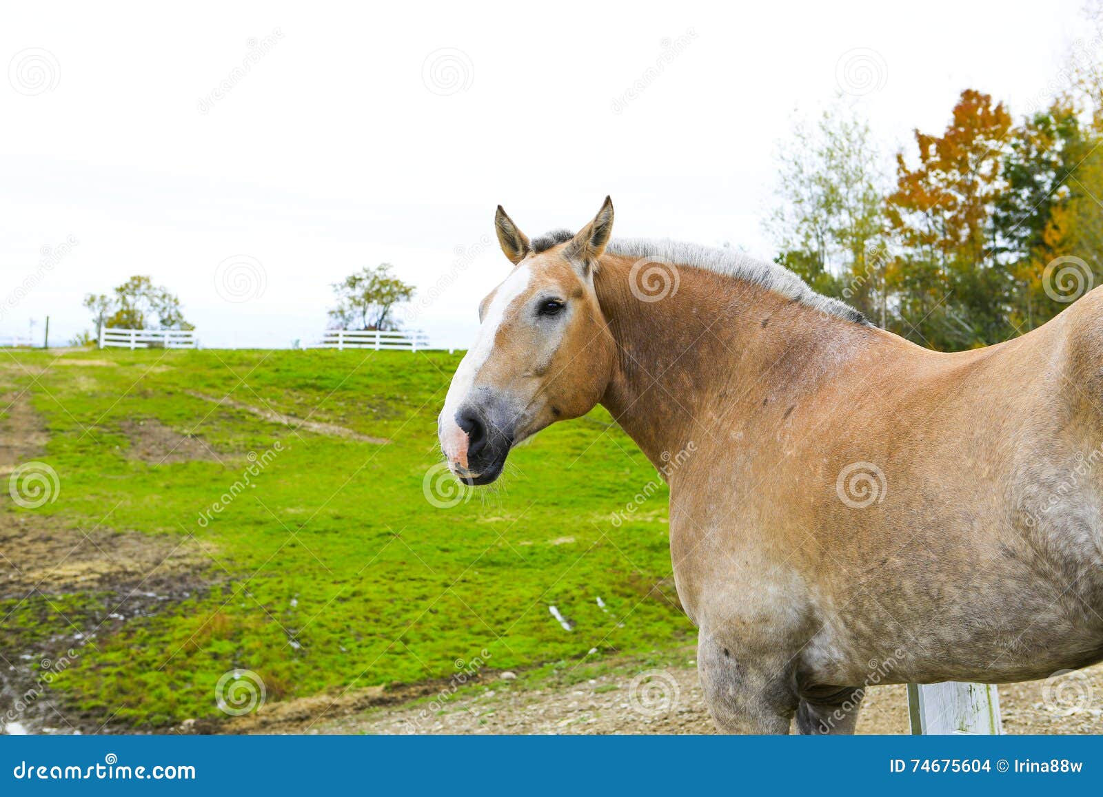 Hourse at the Meadow with Grass Stock Photo - Image of farm, nature ...