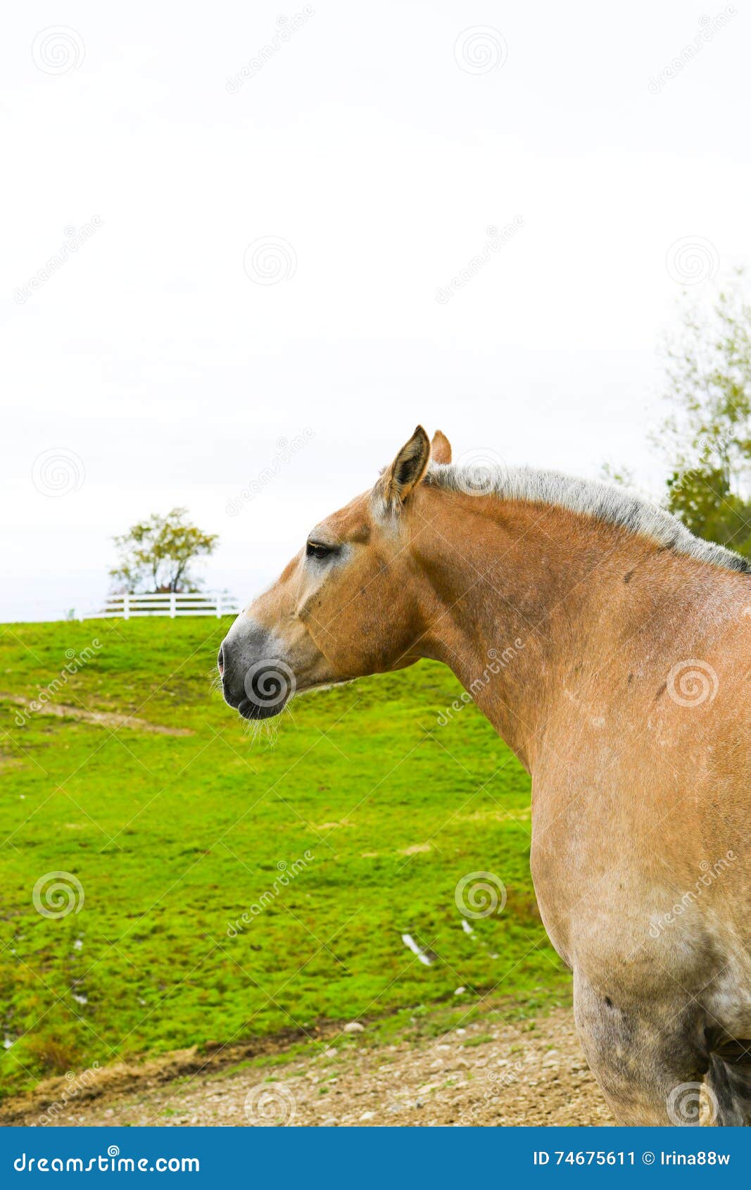 Hourse at the Meadow with Grass Stock Image - Image of beautiful, grass ...