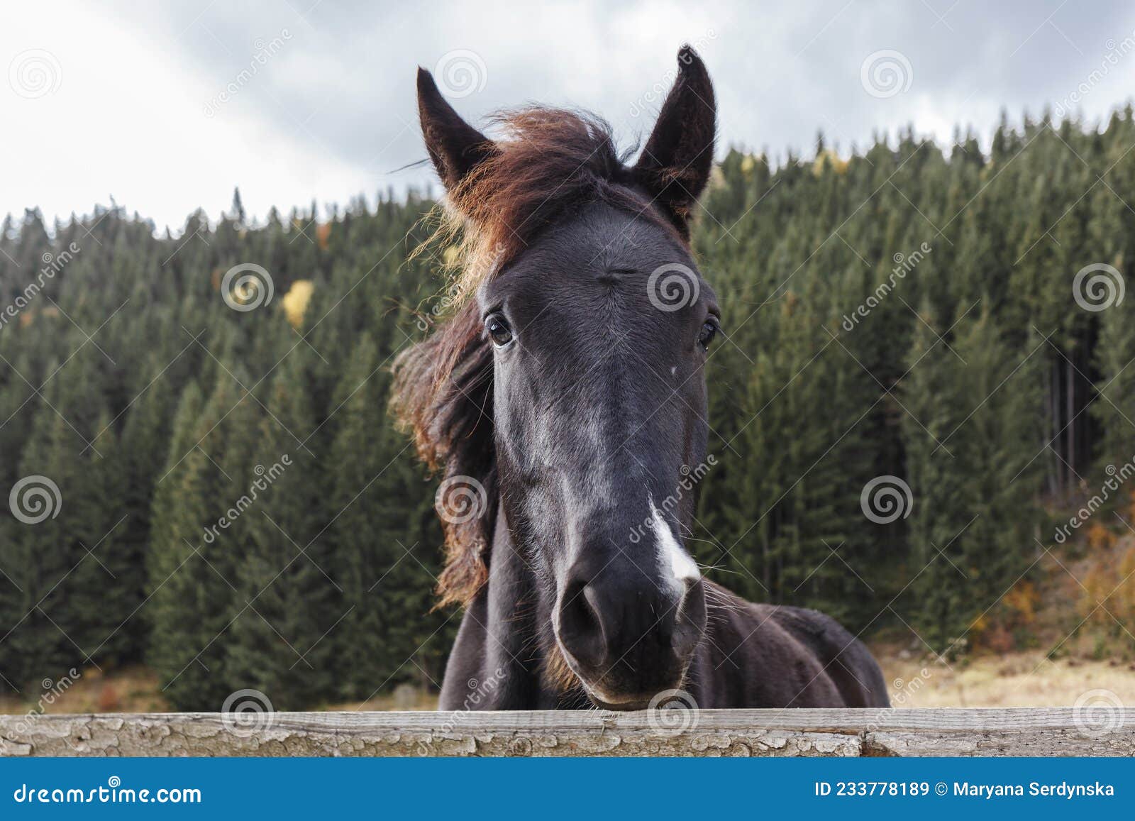 Hourse Portrait on Forest and Sky Bakground. Stock Image - Image of ...