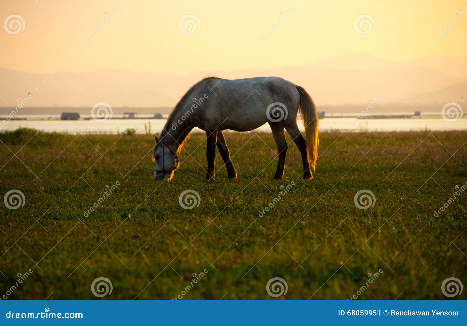 Hourse and Sunset stock image. Image of landscape, sunset - 68059951