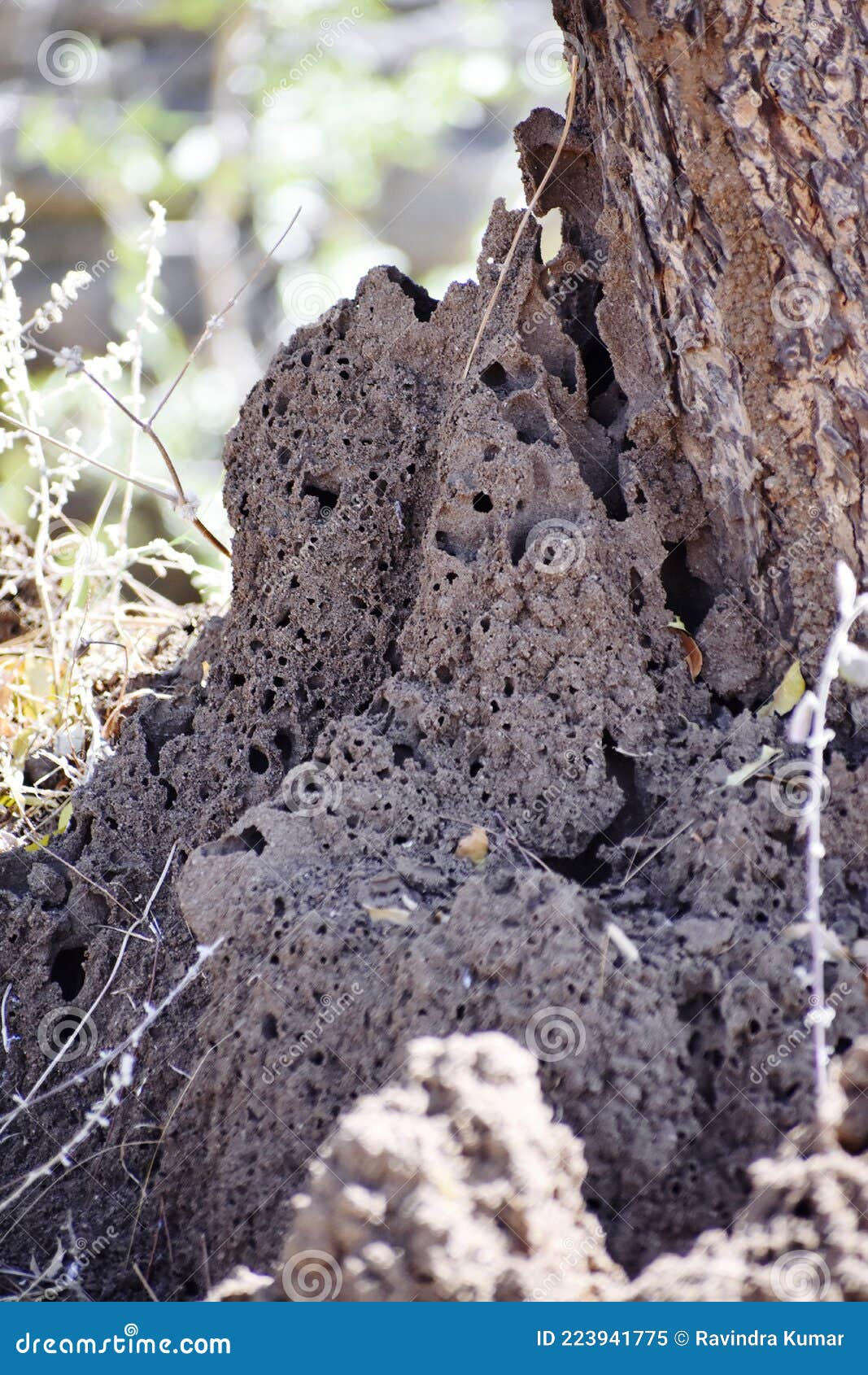 House of ants stock image. Image of insect, house, small - 223941775