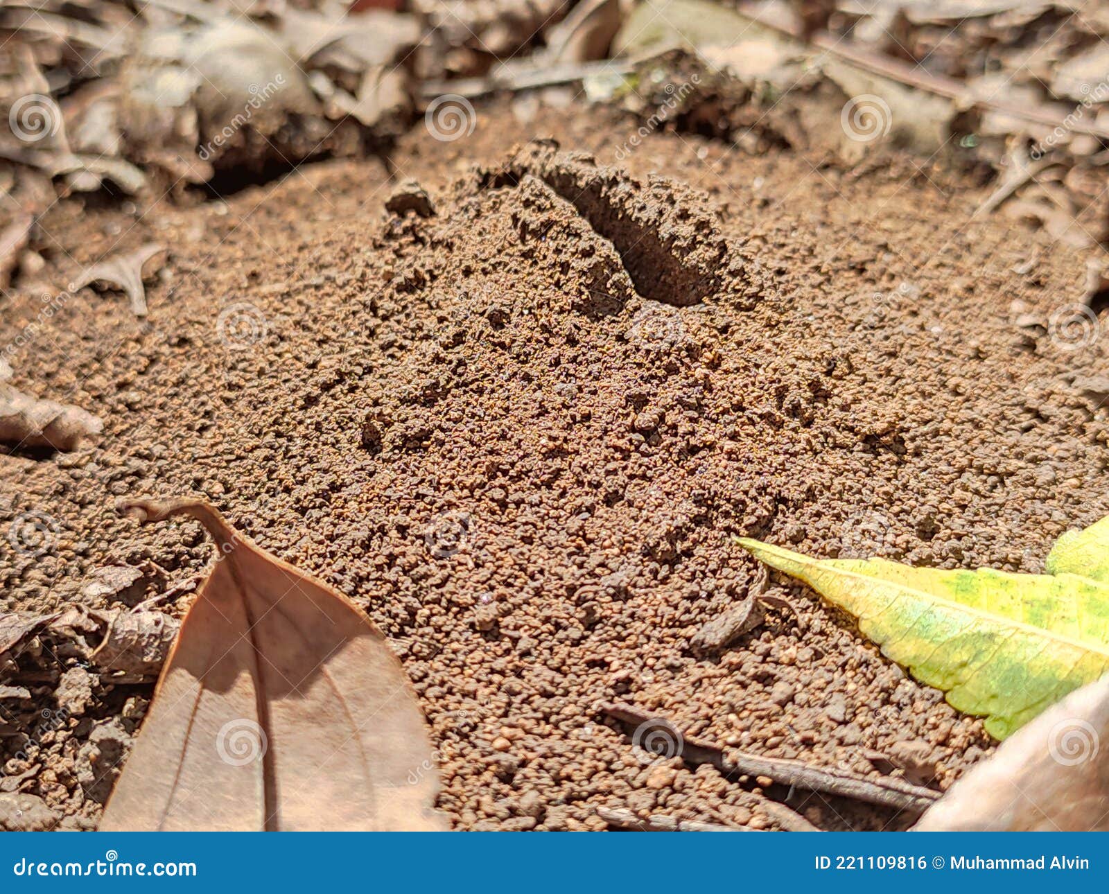The house of the ants stock photo. Image of autumn, animal - 221109816