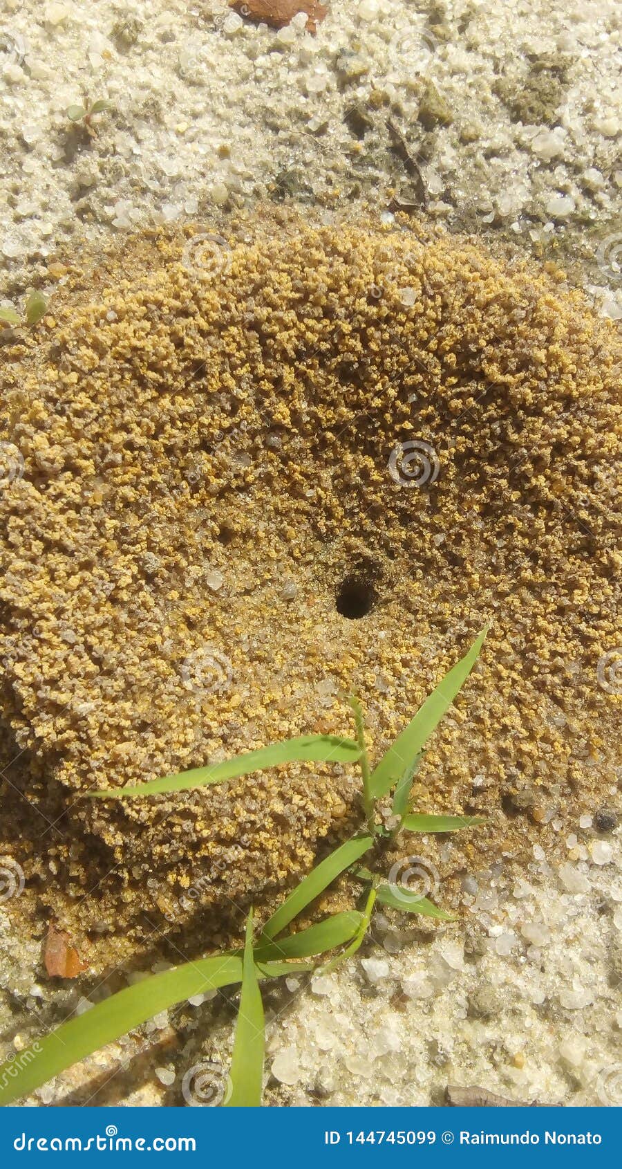 House of ants stock image. Image of closeup, ants, house - 144745099