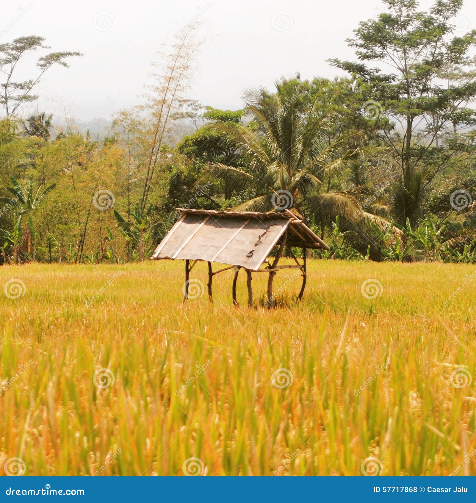 House around the ricefield stock photo. Image of ricefield - 57717868