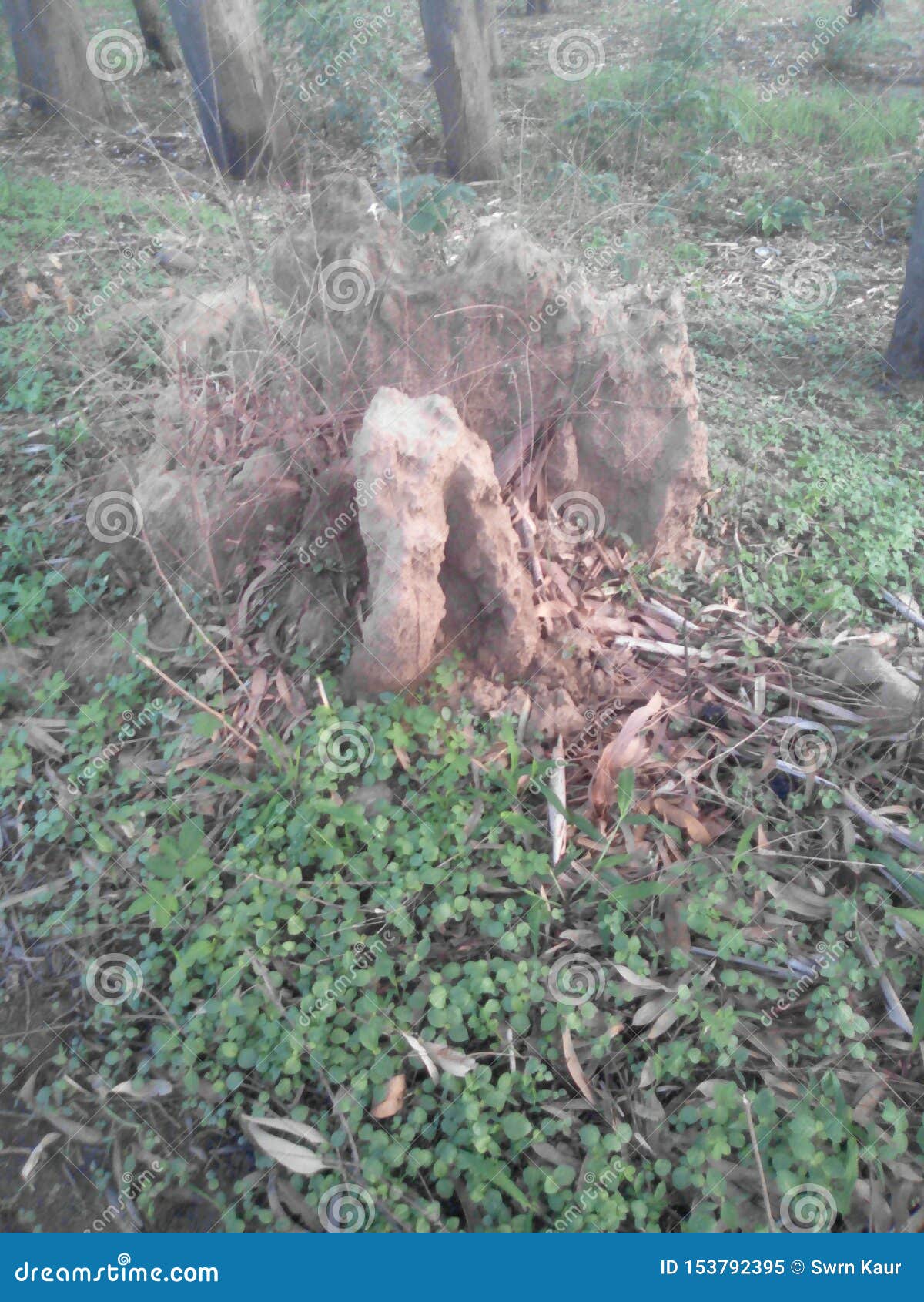 House with aunts stock image. Image of insects, house - 153792395