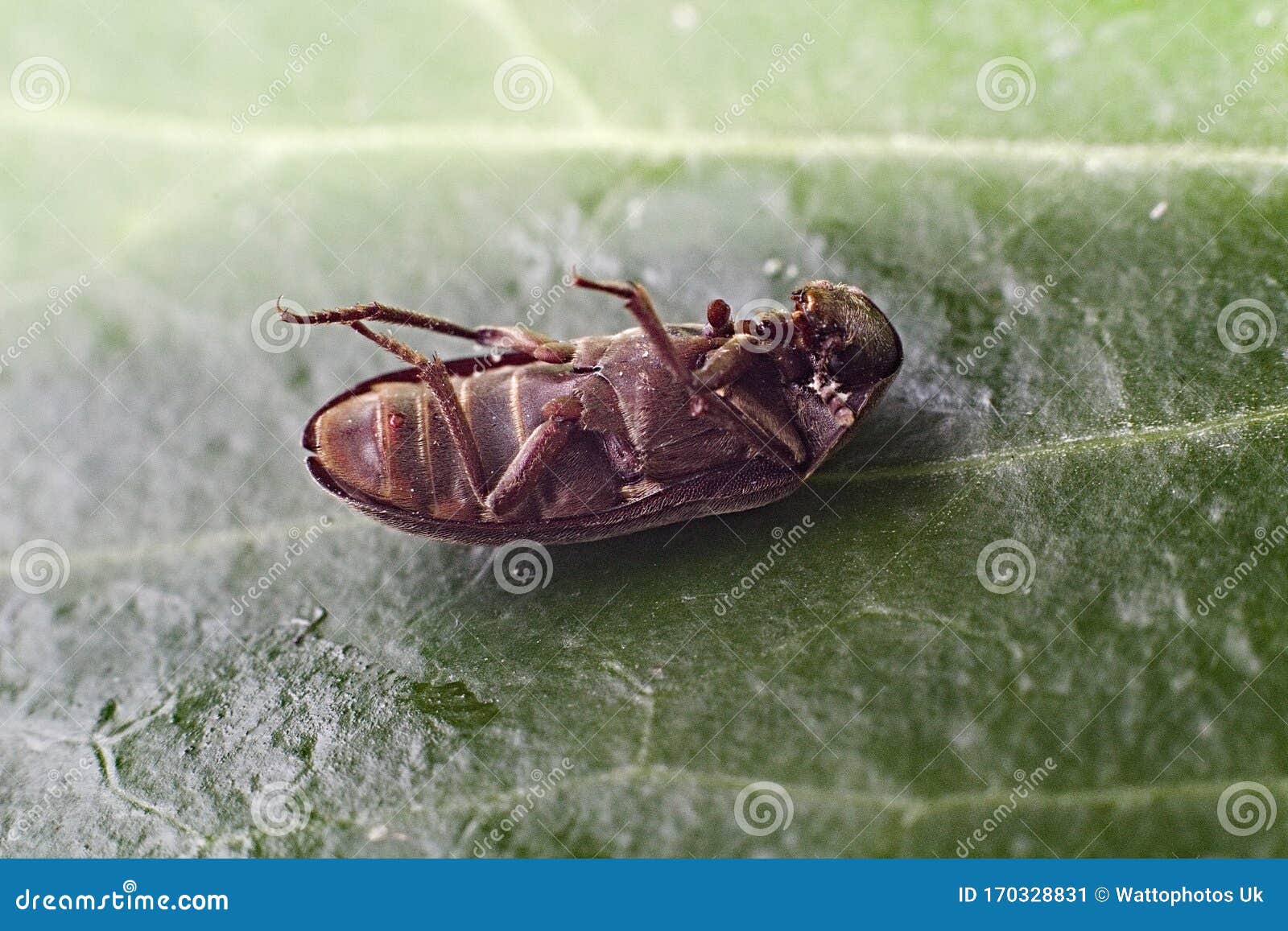 House Beetle on a Leaf Up Close in Detail Stock Image - Image of insect ...
