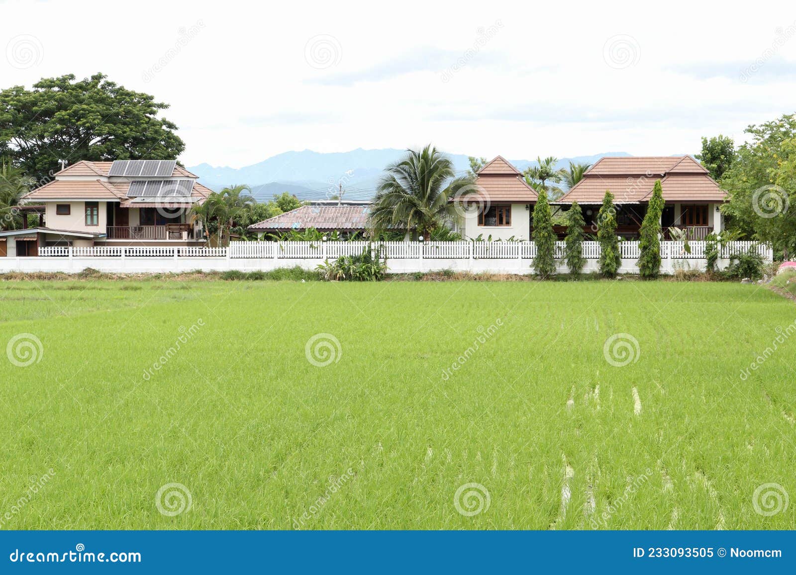 The House Behind the Paddy Field Stock Image - Image of roof, live ...