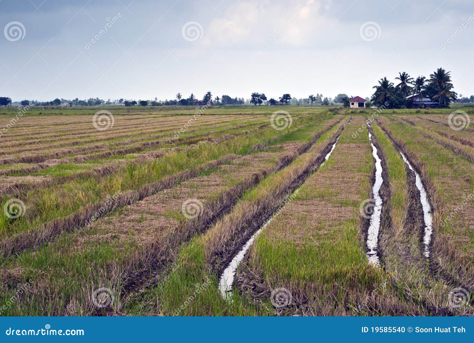 House Behind the Padi Field Stock Photo - Image of green, agriculture ...