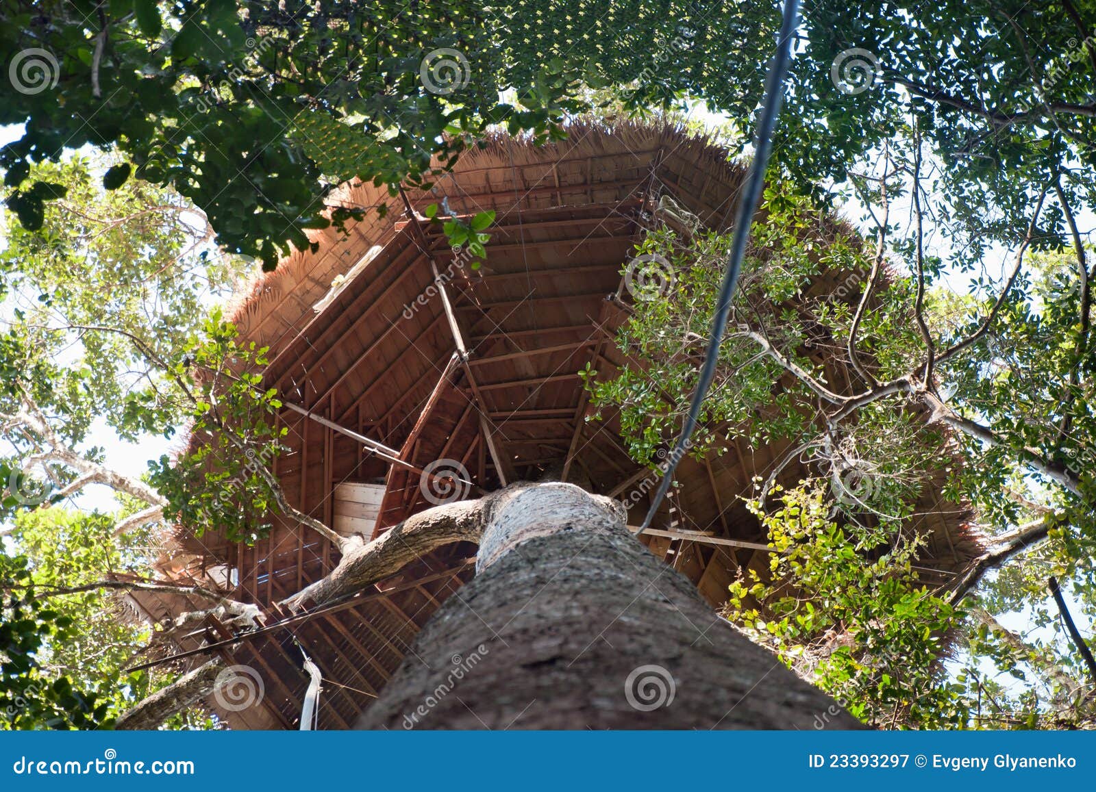 House on Big Tree stock image. Image of shadow, jungle - 23393297