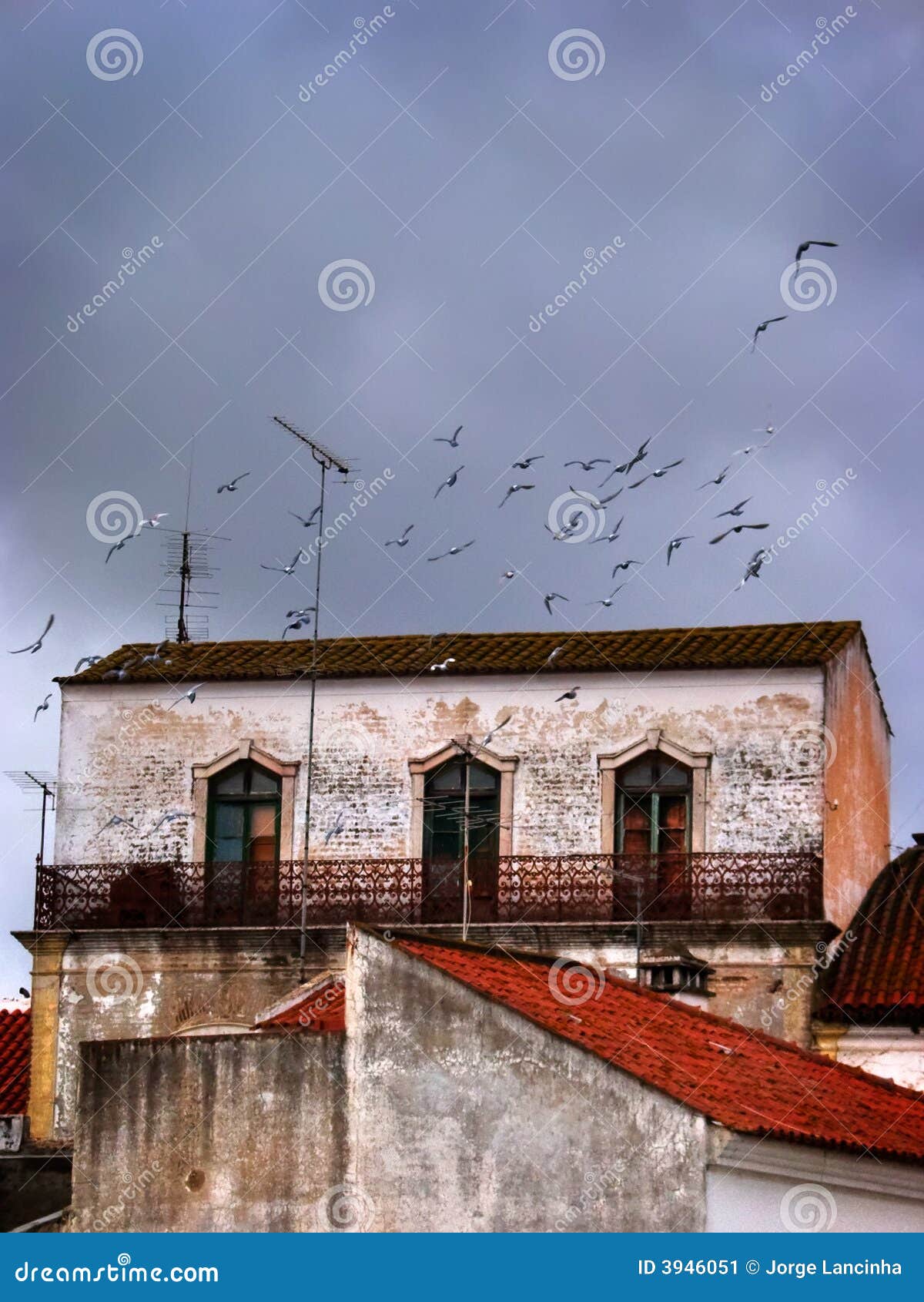 House of birds stock image. Image of birds, wall, pigeons - 3946051