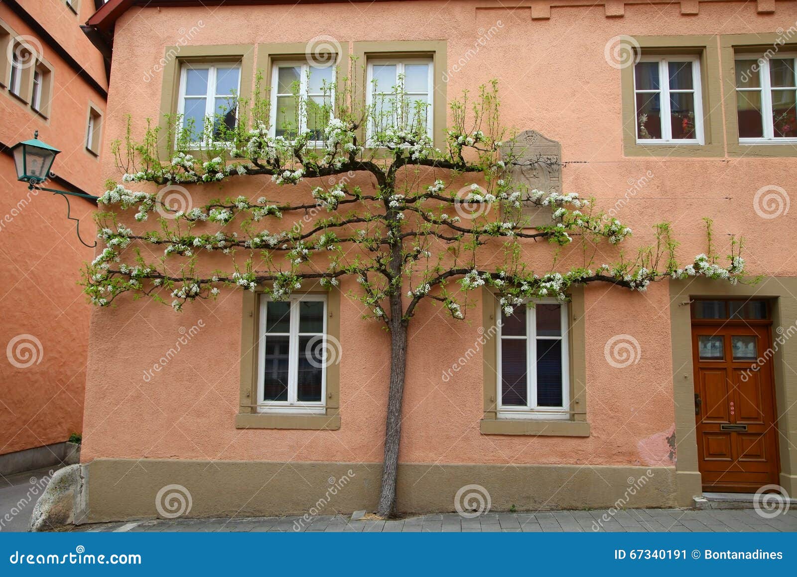 The House with Blossoming Apple Tree Growing Nearby Stock Image - Image ...