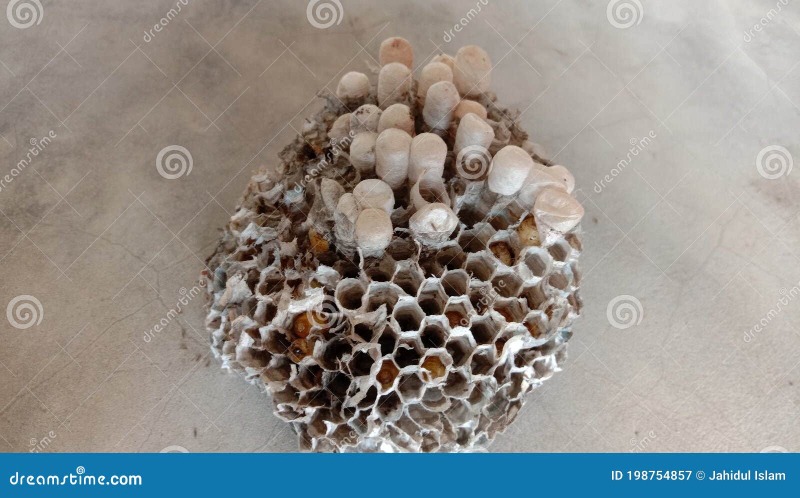 House of Bolta Insect Beautiful Creation of Nature Stock Image - Image ...