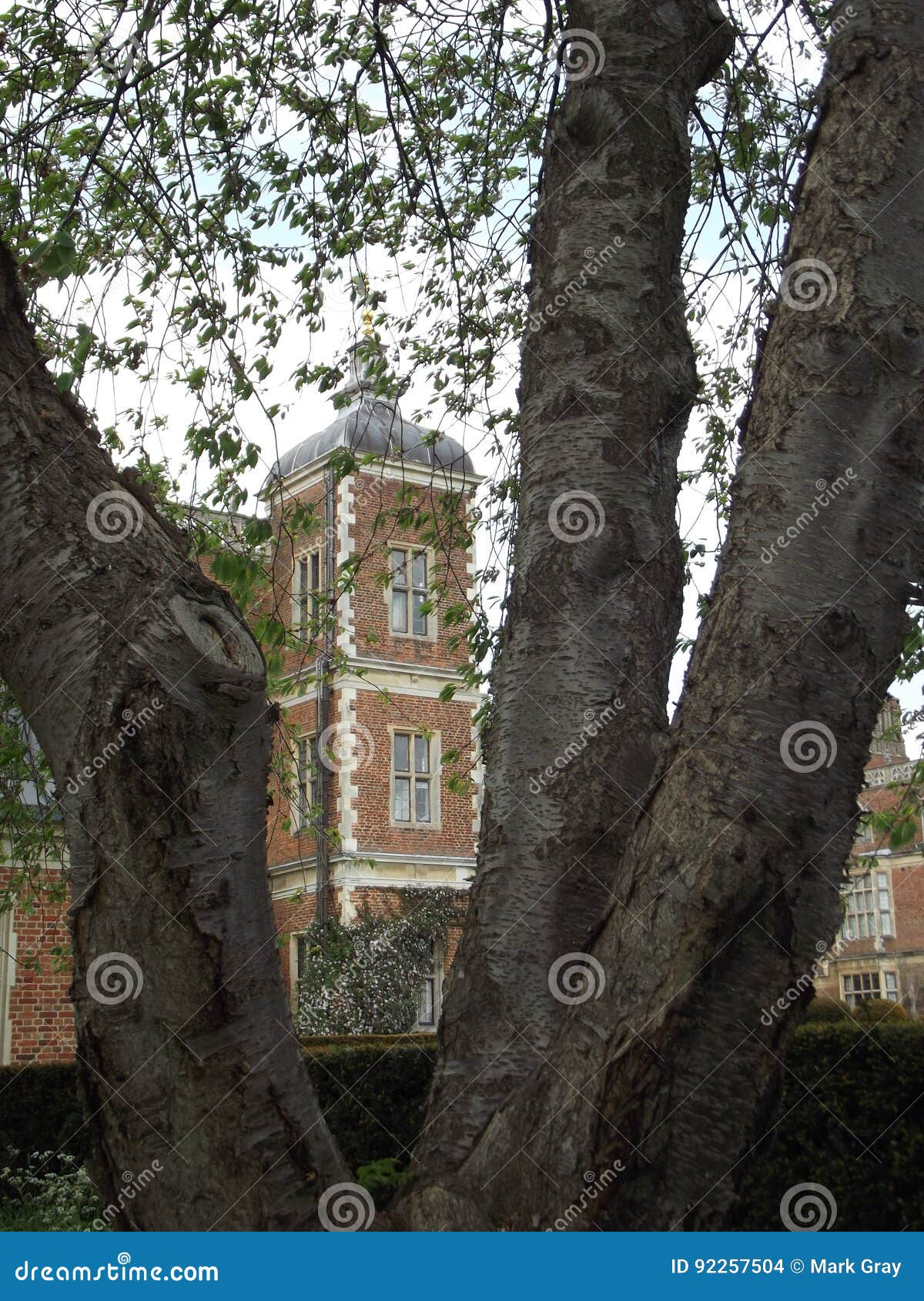House between Branches stock photo. Image of trunks, branches - 92257504