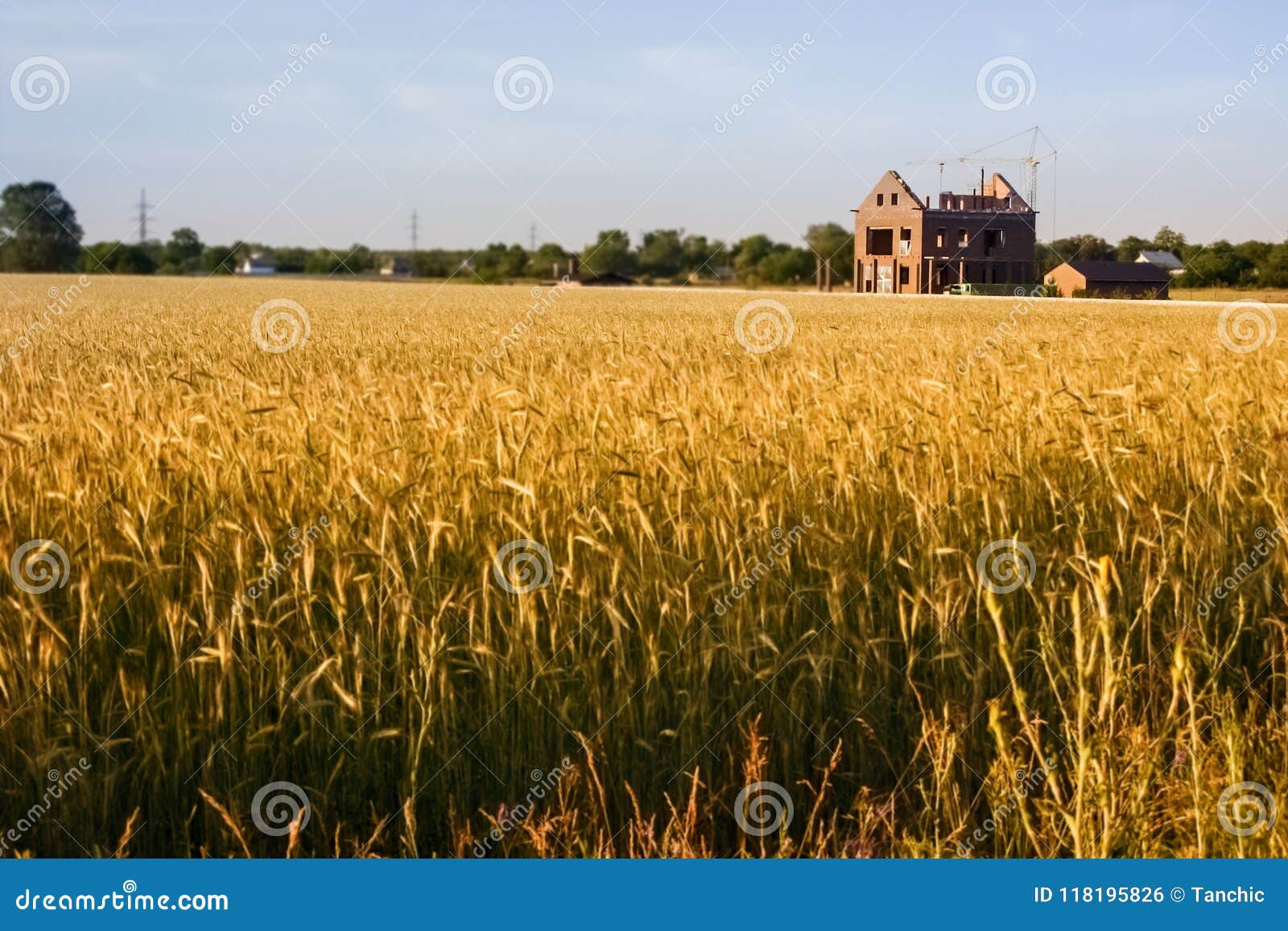 House Building on the Edge of the Wheat Field Stock Photo - Image of ...