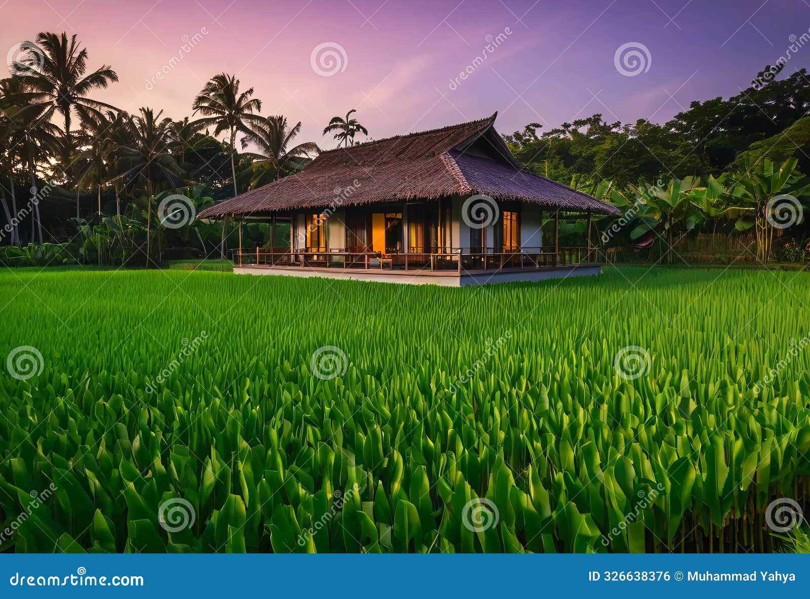 A House Building in the Middle of Rice Fields Stock Illustration ...