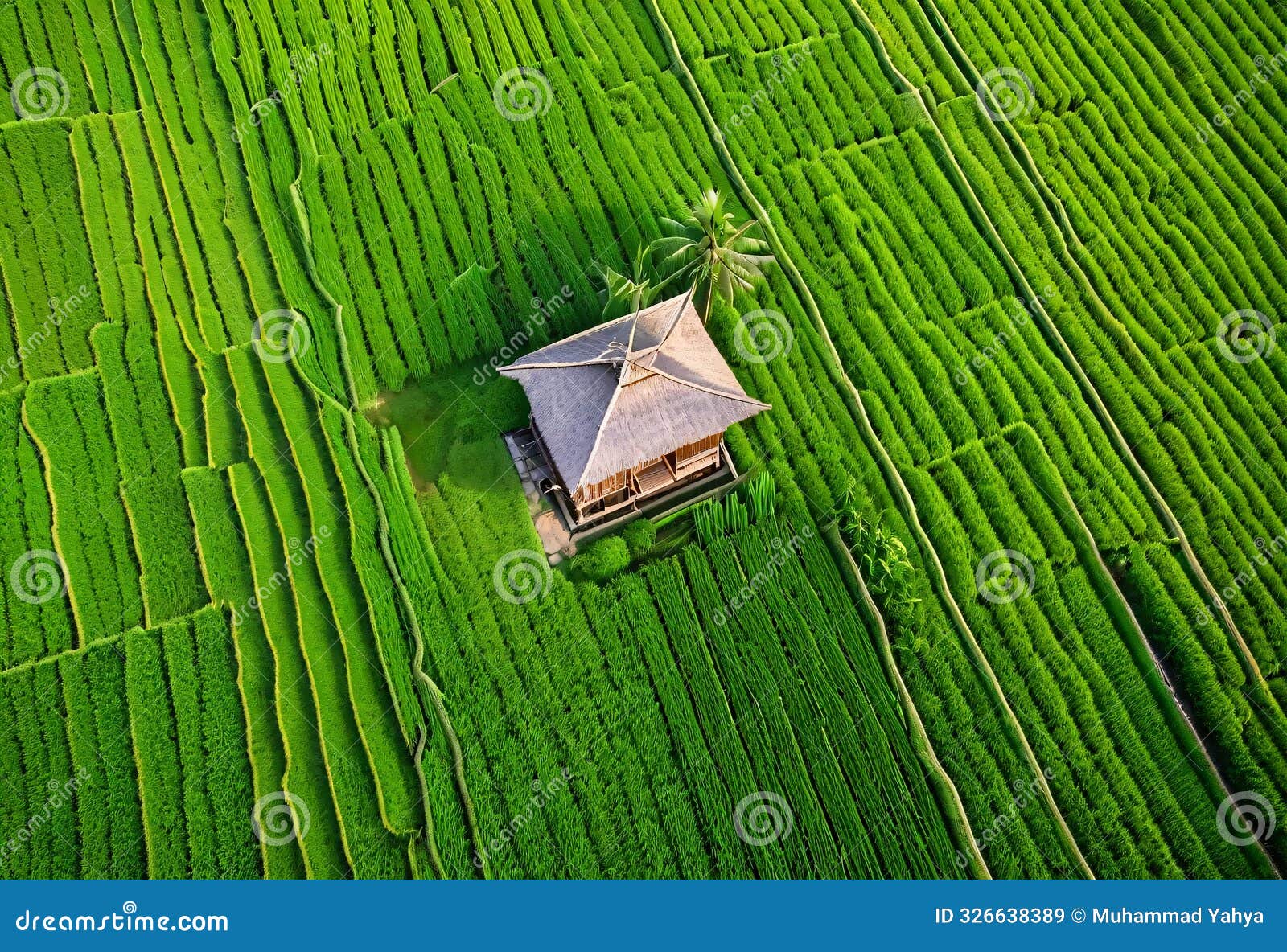 A House Building in the Middle of Rice Fields Stock Illustration ...