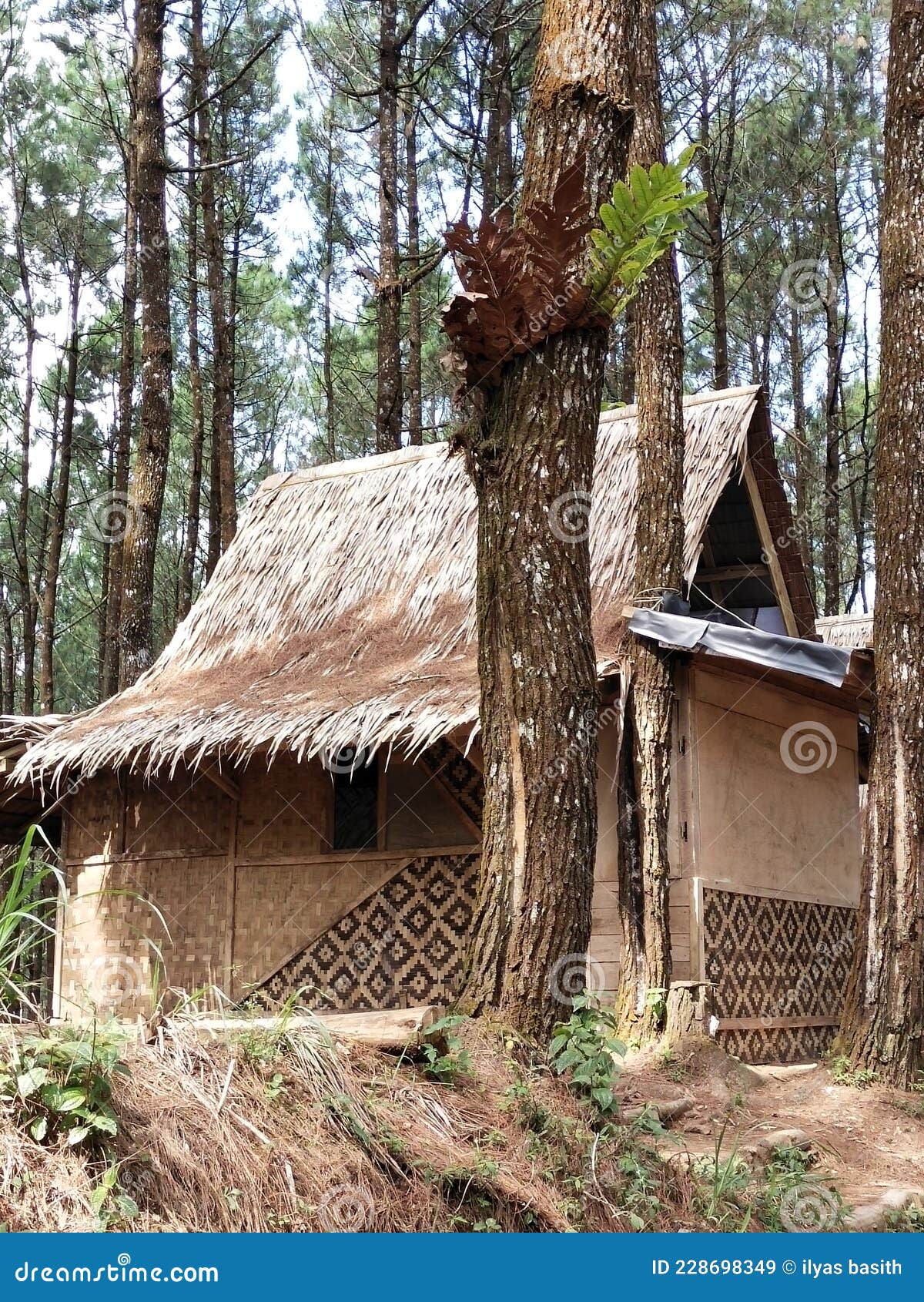 The House Built Under the Pine Tree Stock Image - Image of shack, tree ...