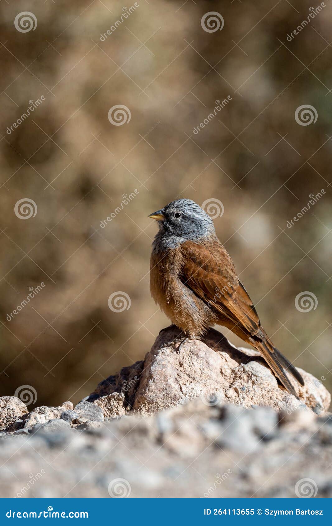House Bunting, Emberiza Sahari, Morocco Stock Image - Image of birds ...