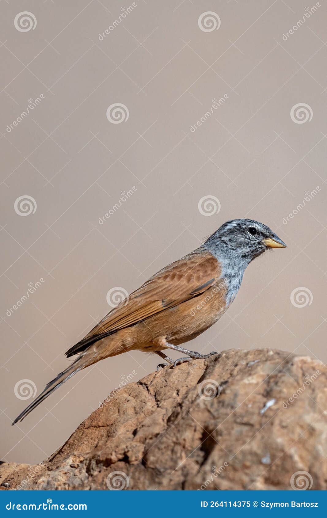 House Bunting, Emberiza Sahari, Morocco Stock Image - Image of morocco ...