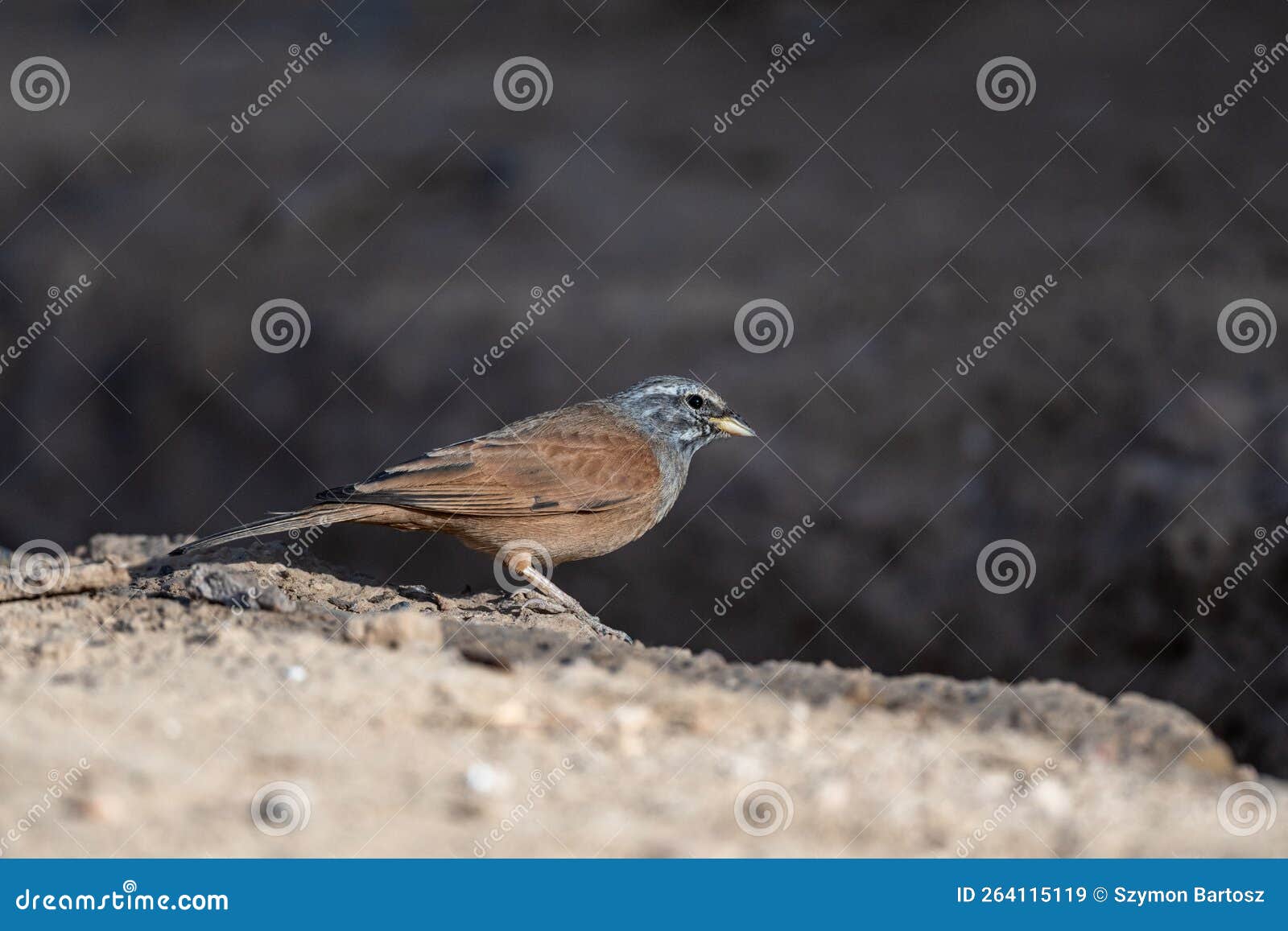 House Bunting, Emberiza Sahari, Morocco Stock Image - Image of feather ...