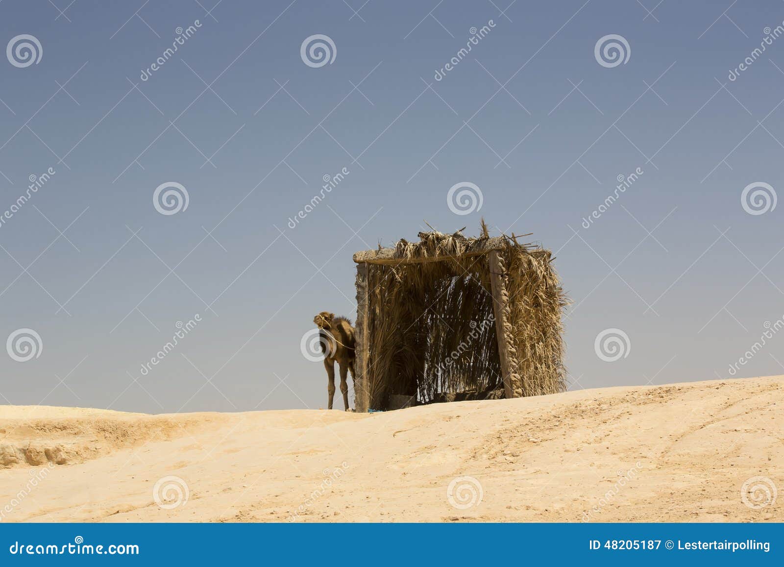 House and camel stock image. Image of small, branches - 48205187