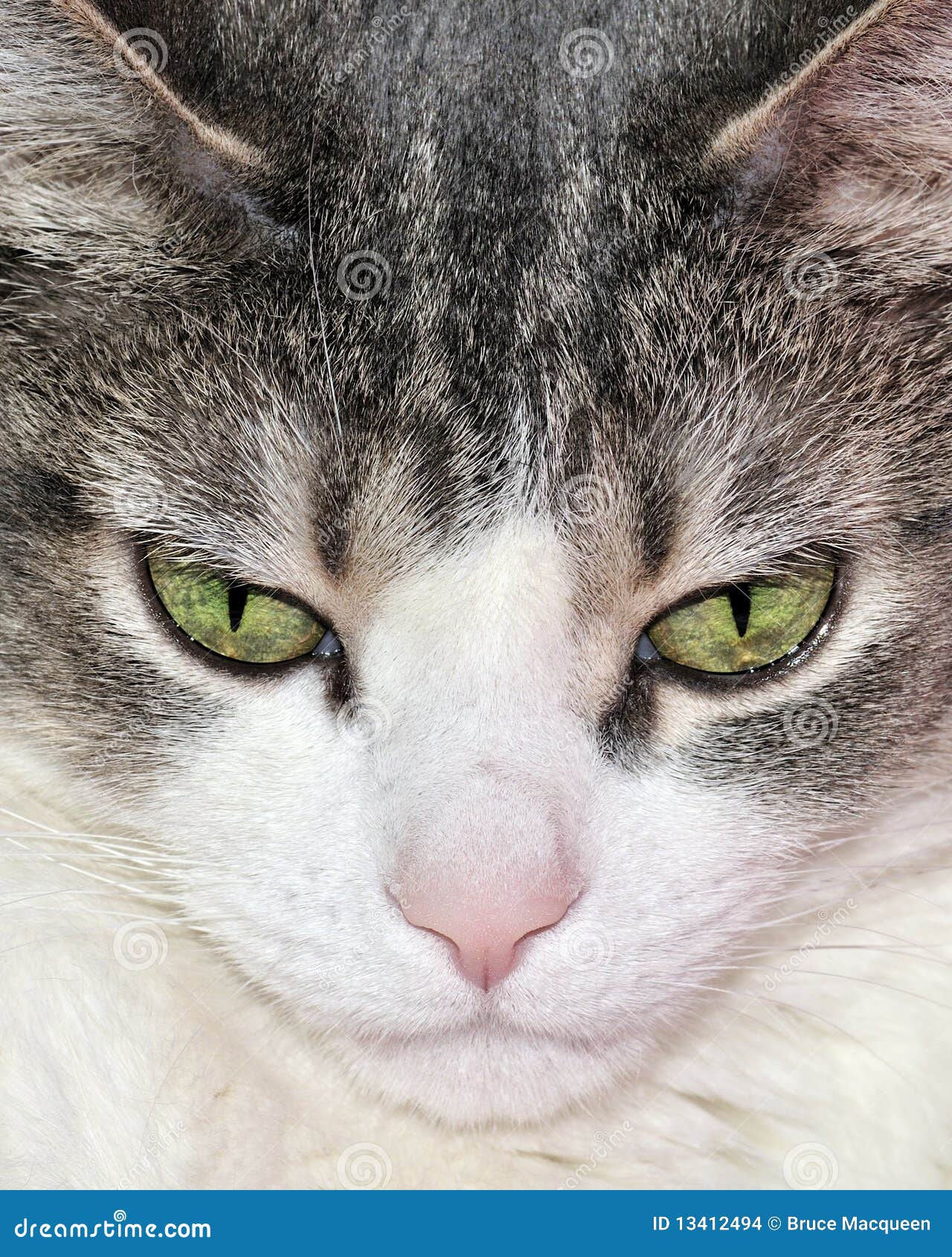 House Cat stock photo. Image of close, head, fauna, domestic - 13412494