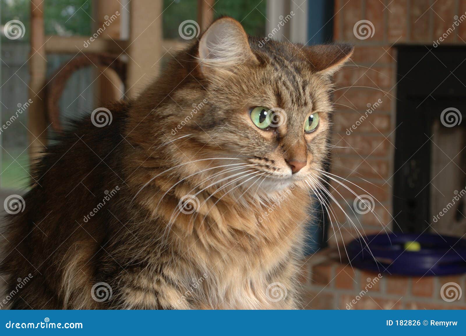 House Cat stock photo. Image of domestic, soft, feline - 182826