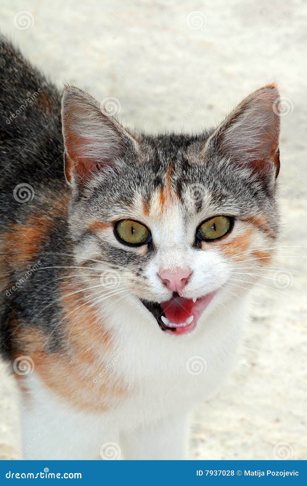 House Cat Picture. Image: 7937028