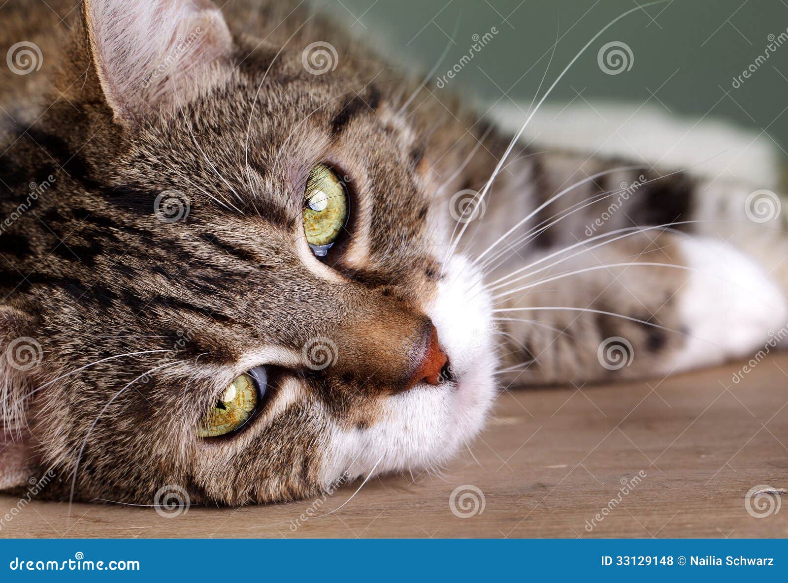 House Cat stock photo. Image of relaxed, spotted, tricolored - 33129148