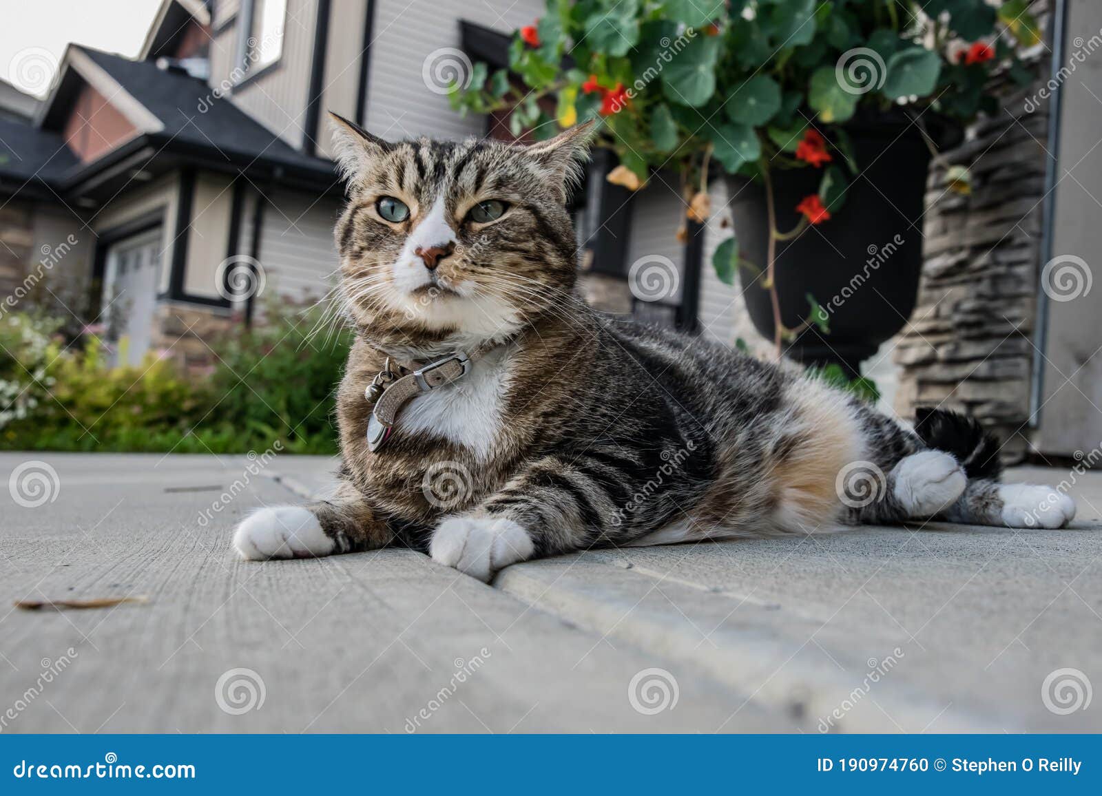 House Cat Enjoying the Warmth from Outside Stock Photo - Image of outsi ...