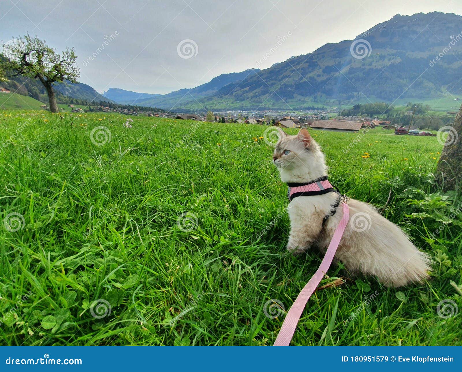 A House Cat Exploring the World for the First Time Stock Image - Image ...