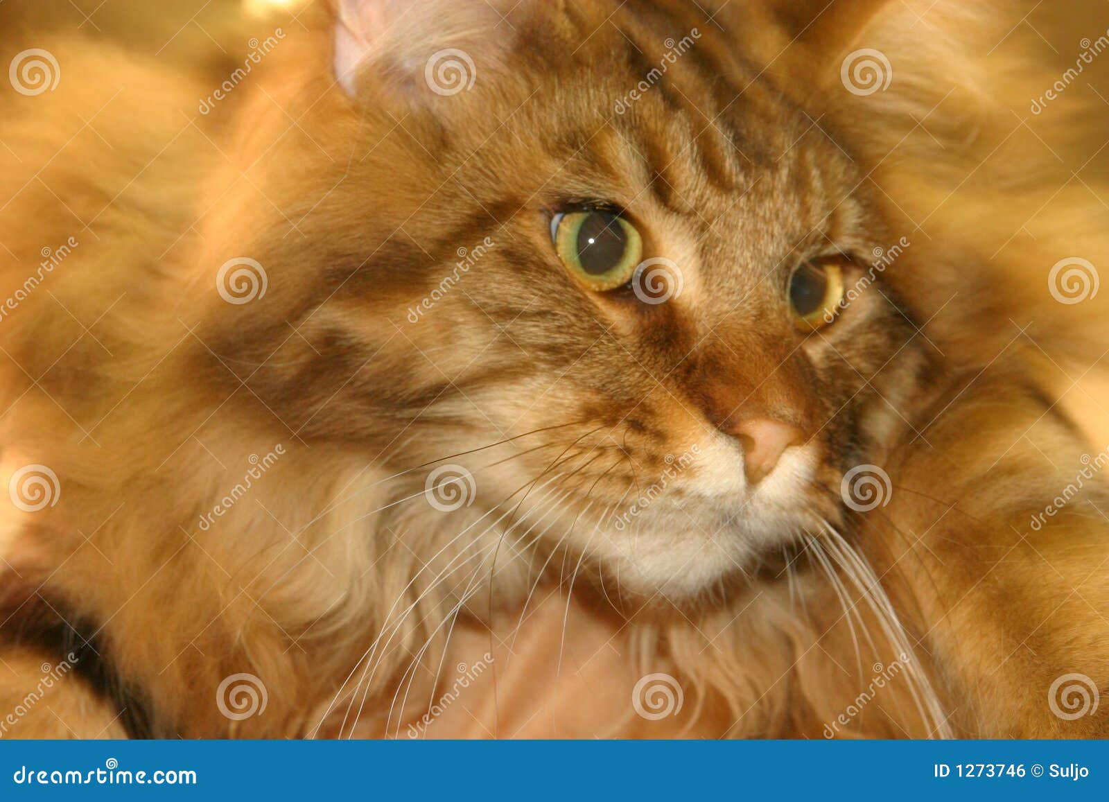 House Cat Face stock photo. Image of tabby, orange, closeup - 1273746