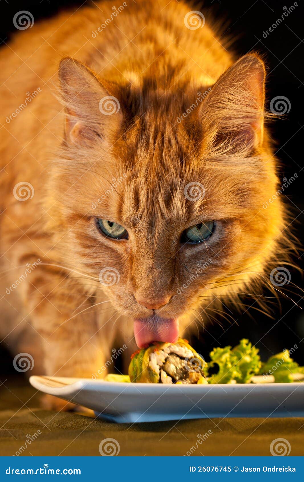 Wasted Cat Photos - Free & Royalty-Free Stock Photos from Dreamstime