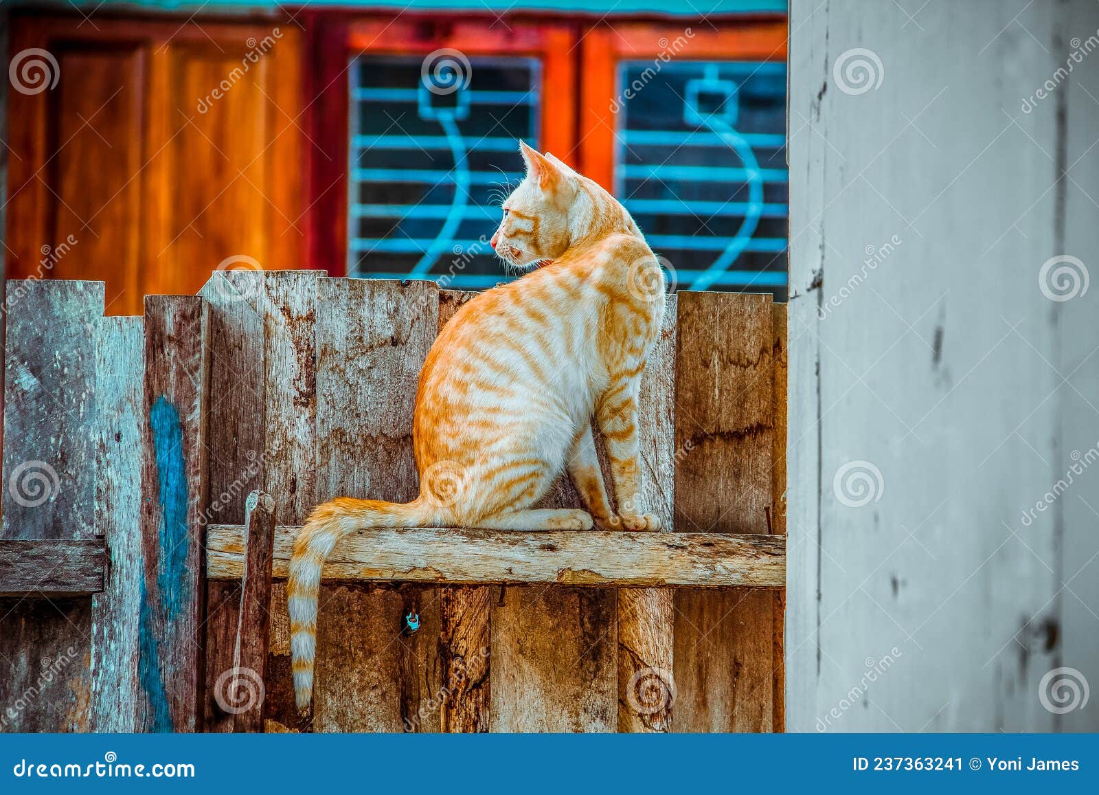 House Cat Playing in the Yard Stock Image - Image of little, painting ...