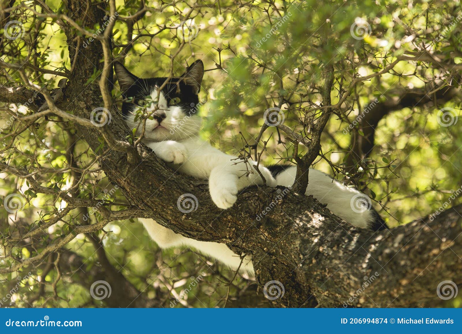 A House Cat Stuck in a Tree Safe from Dogs. Stock Photo - Image of ...