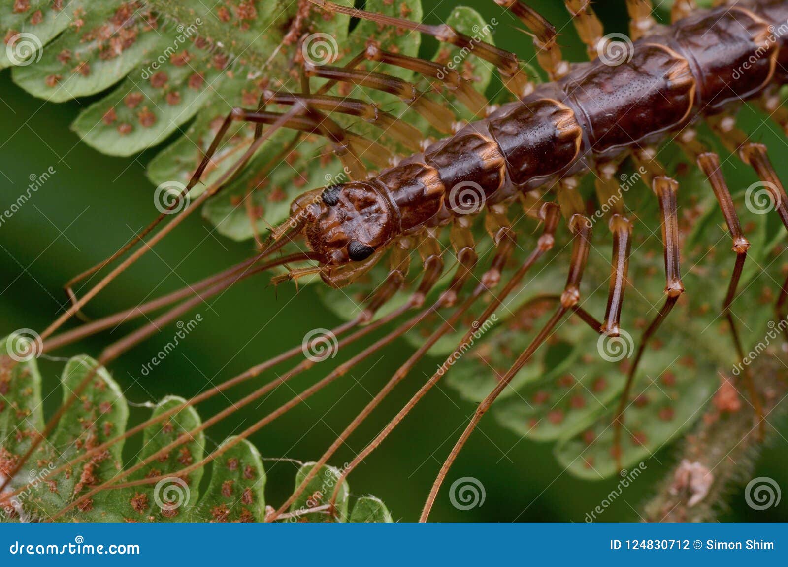 The House Centipede - Scutigera Coleoptrata Stock Photo - Image of ...