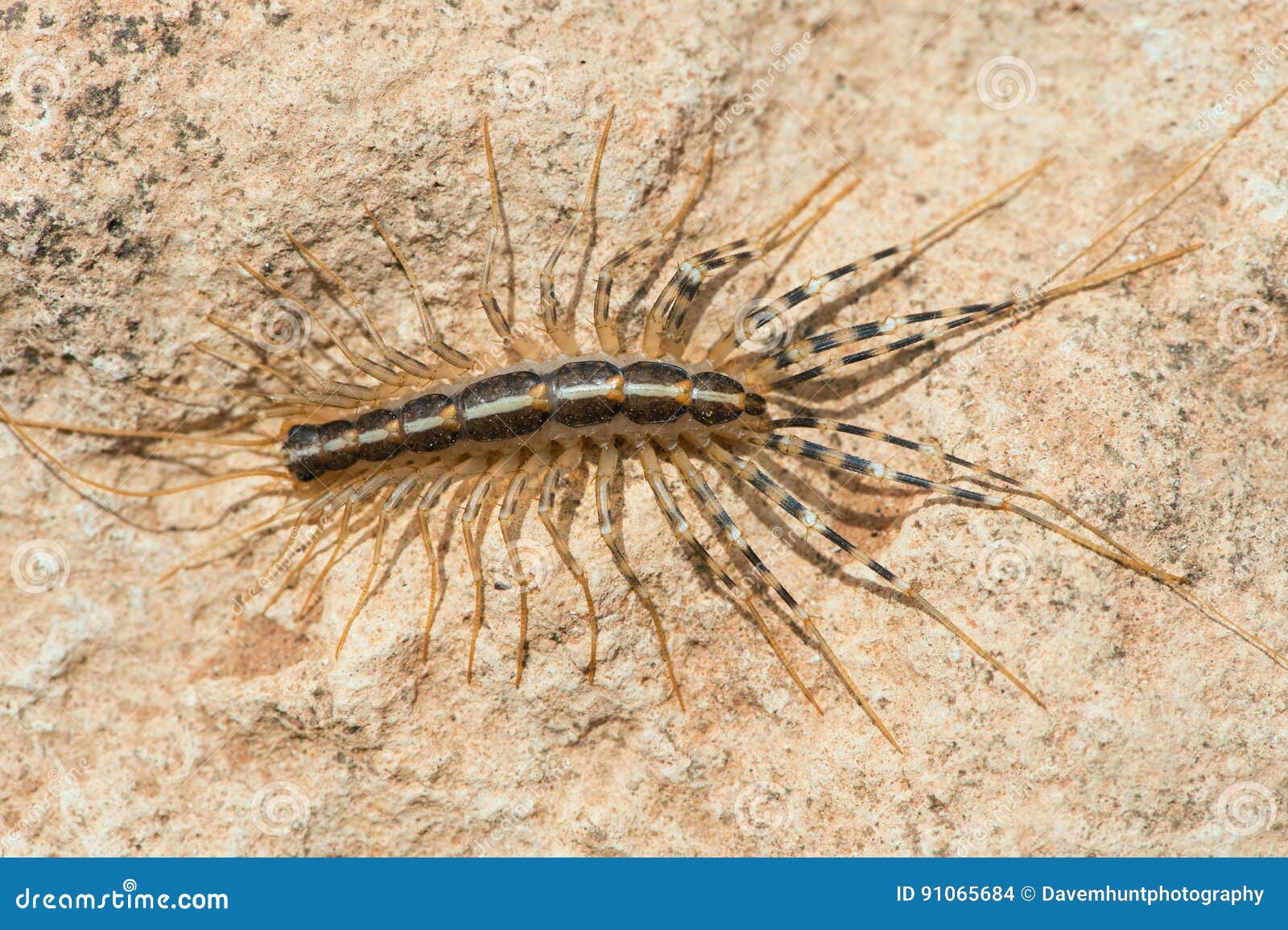 House Centipede Scutigera Coleoptrata Stock Photo - Image of scutigera ...