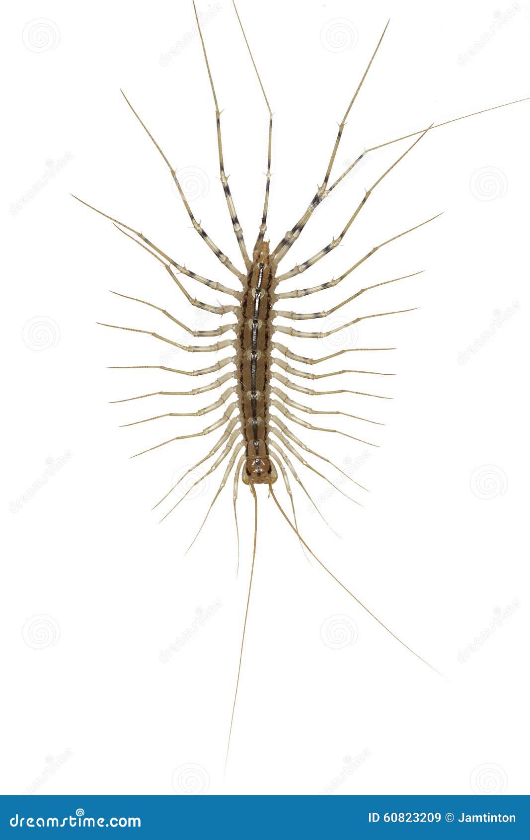 House centipede stock image. Image of arthropod, antennas - 60823209