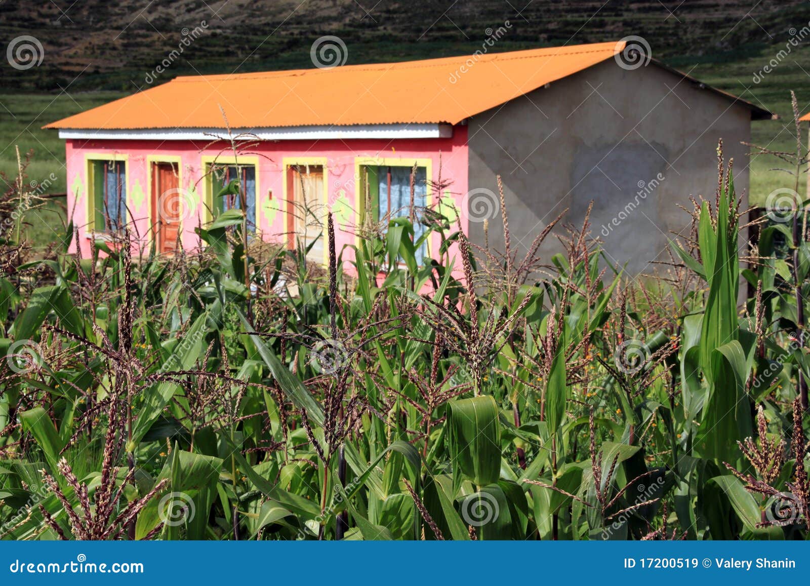 House and corn field stock image. Image of exterior, horizon - 17200519