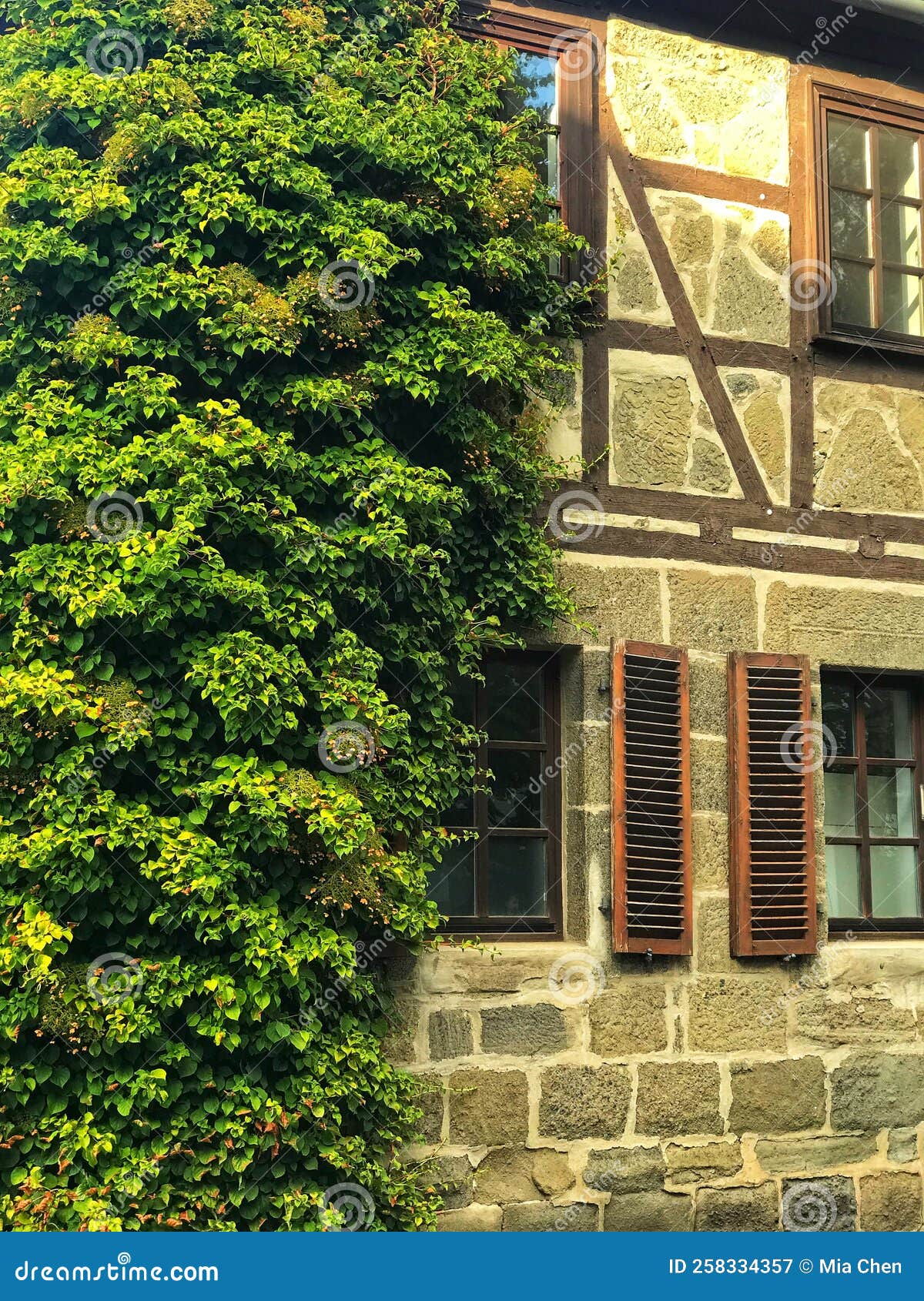 House Covered with Green Vines Stock Image - Image of lawn, beautiful ...